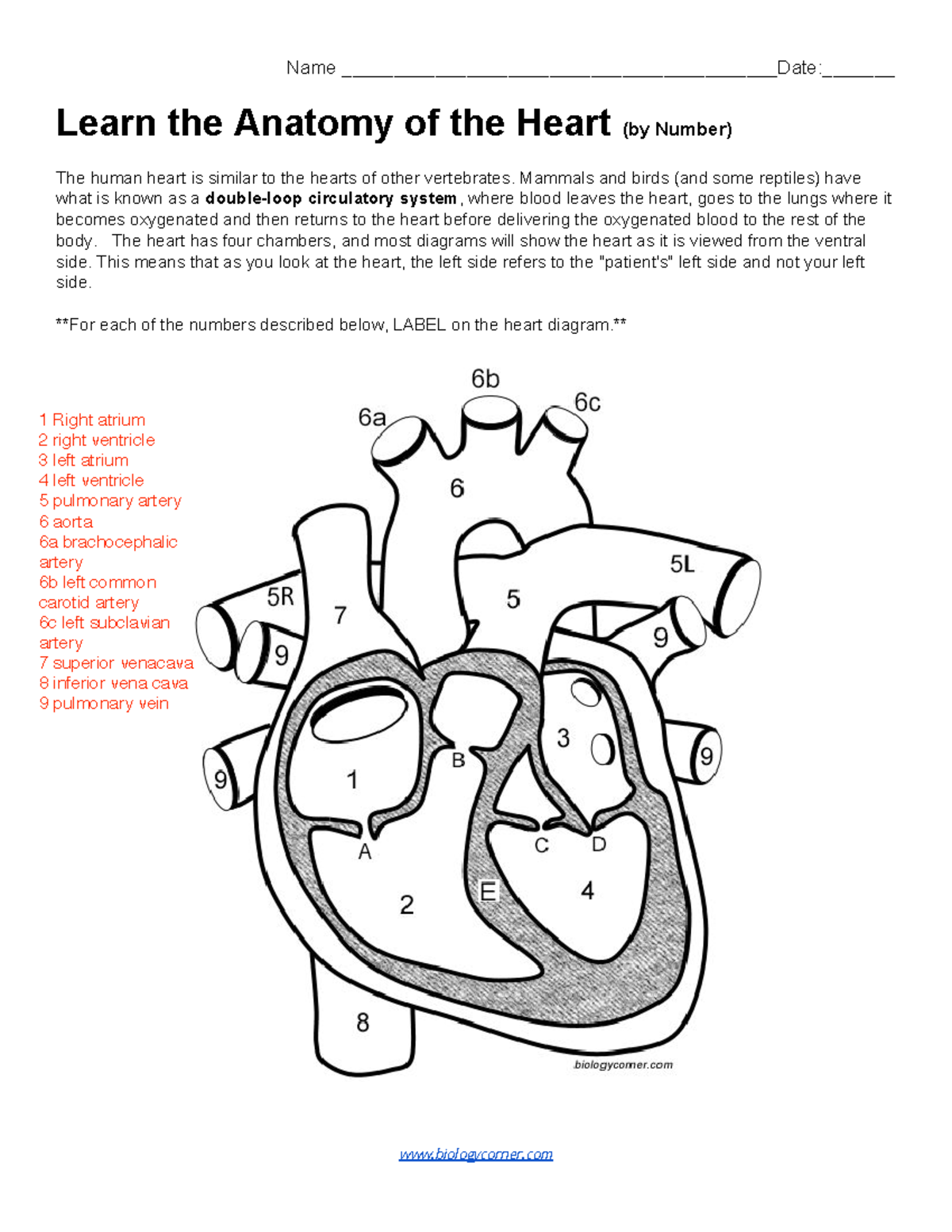 Learn The Anatomy Of The Heart by Number Name 