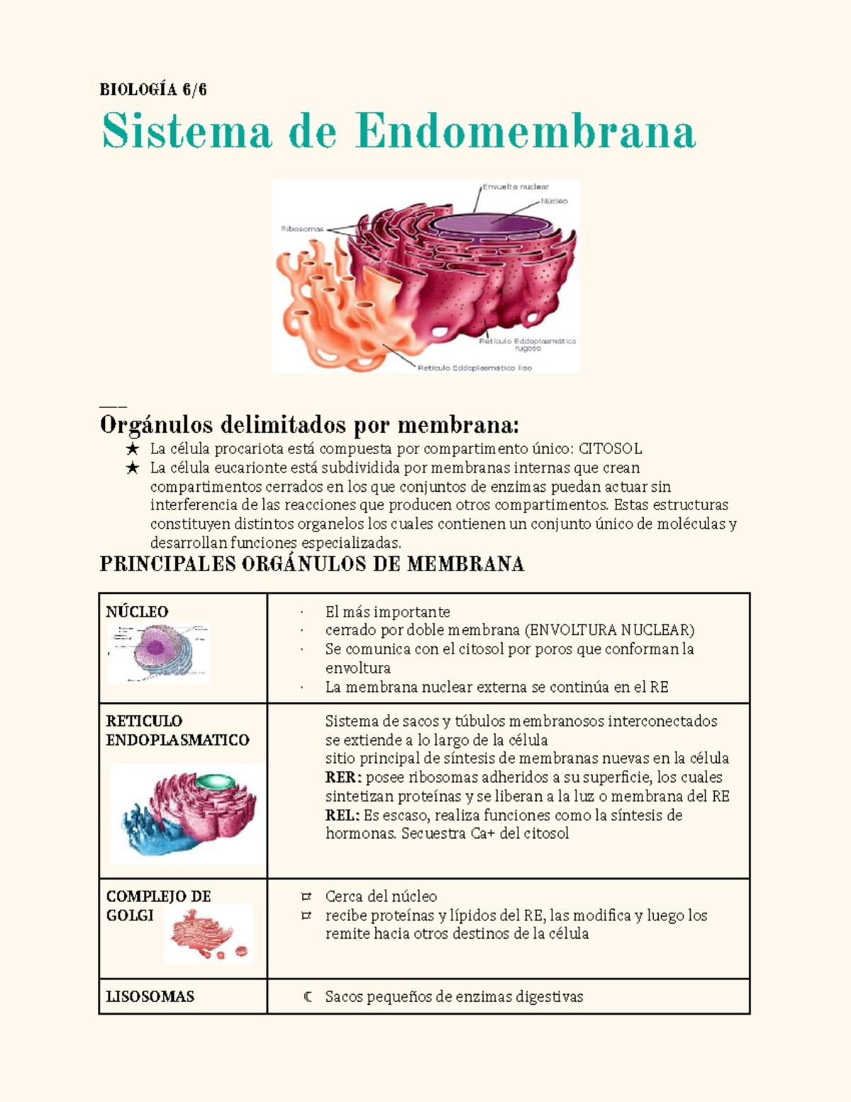 Sistema DE Endomemrana - BIOLOGÍA 6/ Sistema de Endomembrana ...