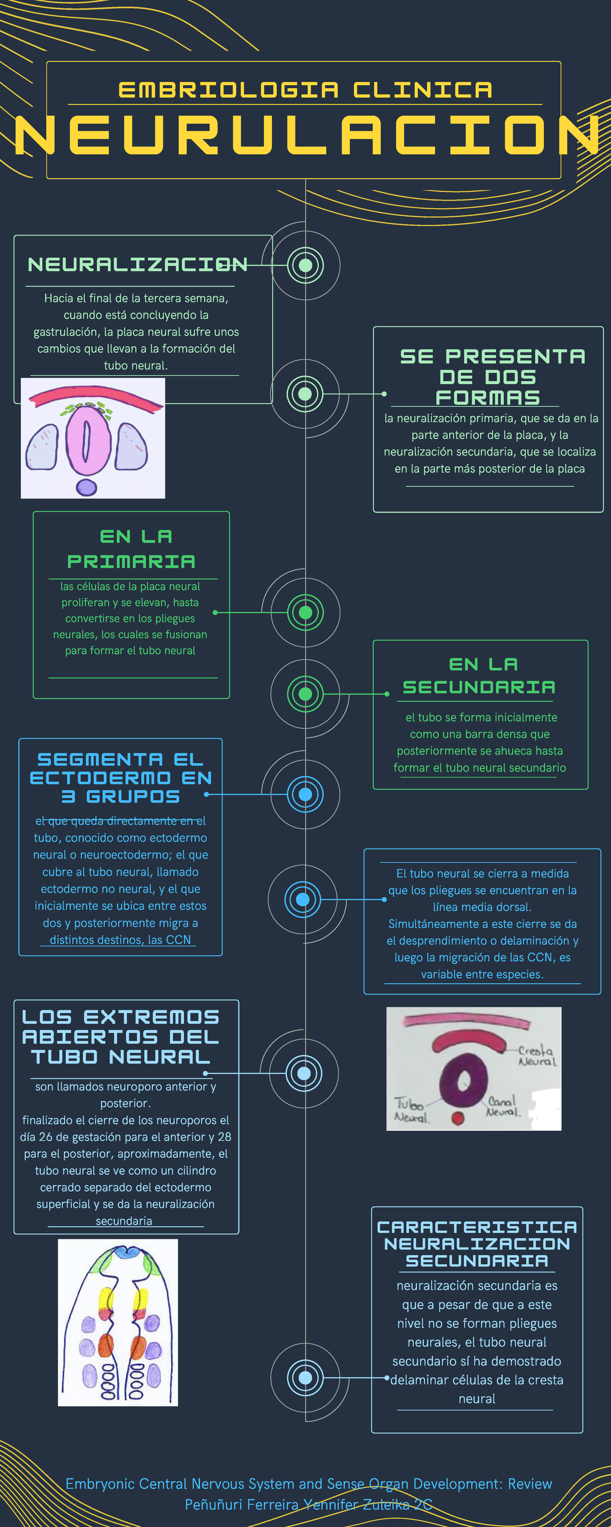 Neurulacion Infografías - neuralización secundaria es que a pesar de ...