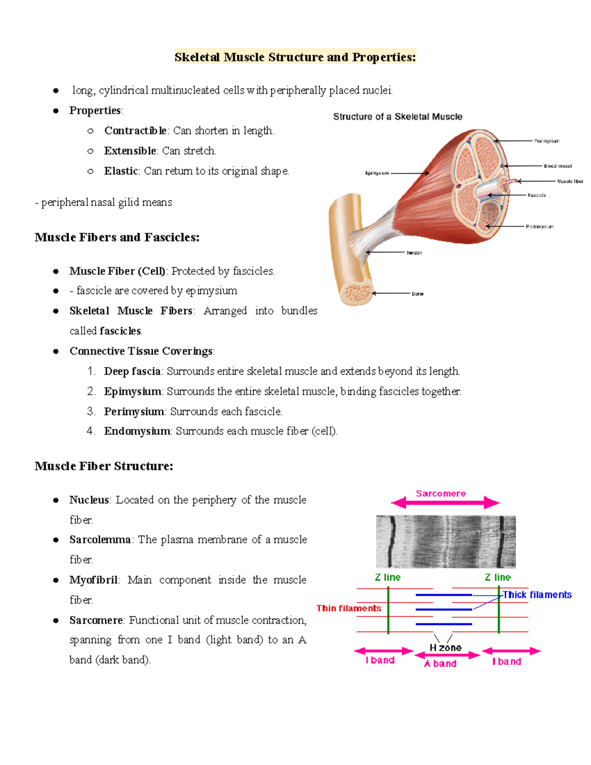 Skeletal Muscle - Properties: Contractible: Can shorten in length ...