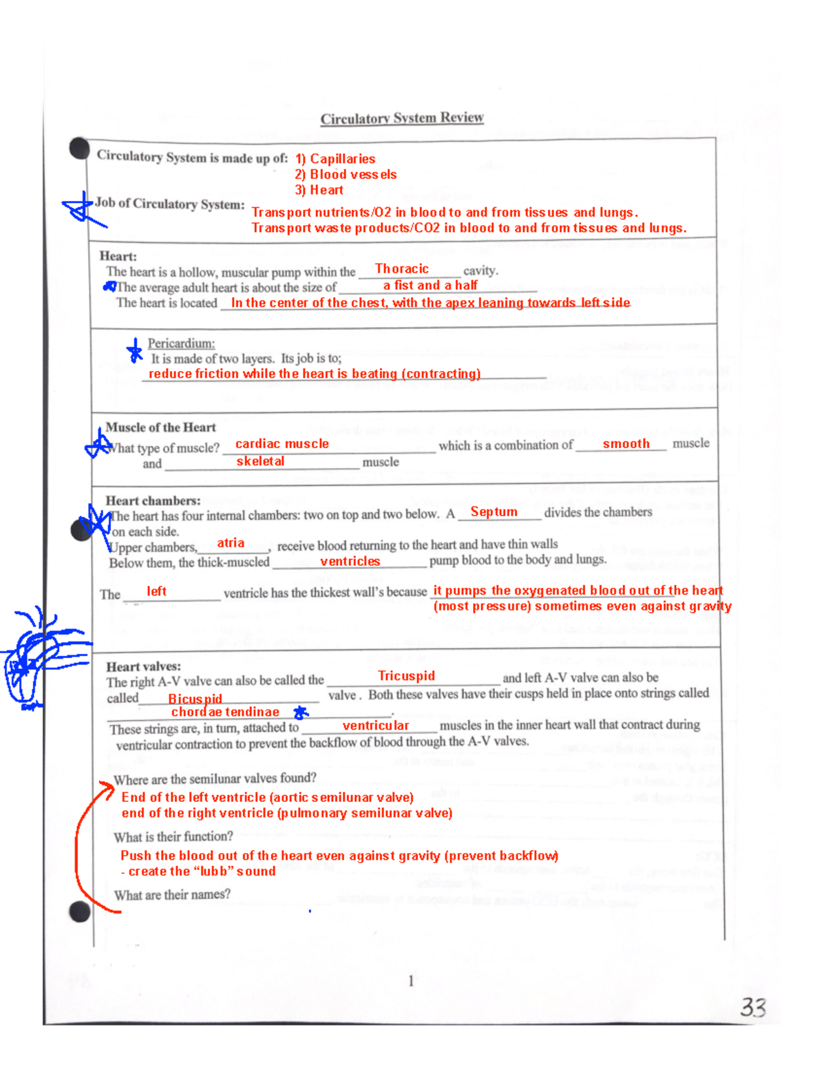 Circulatory System review - Studocu