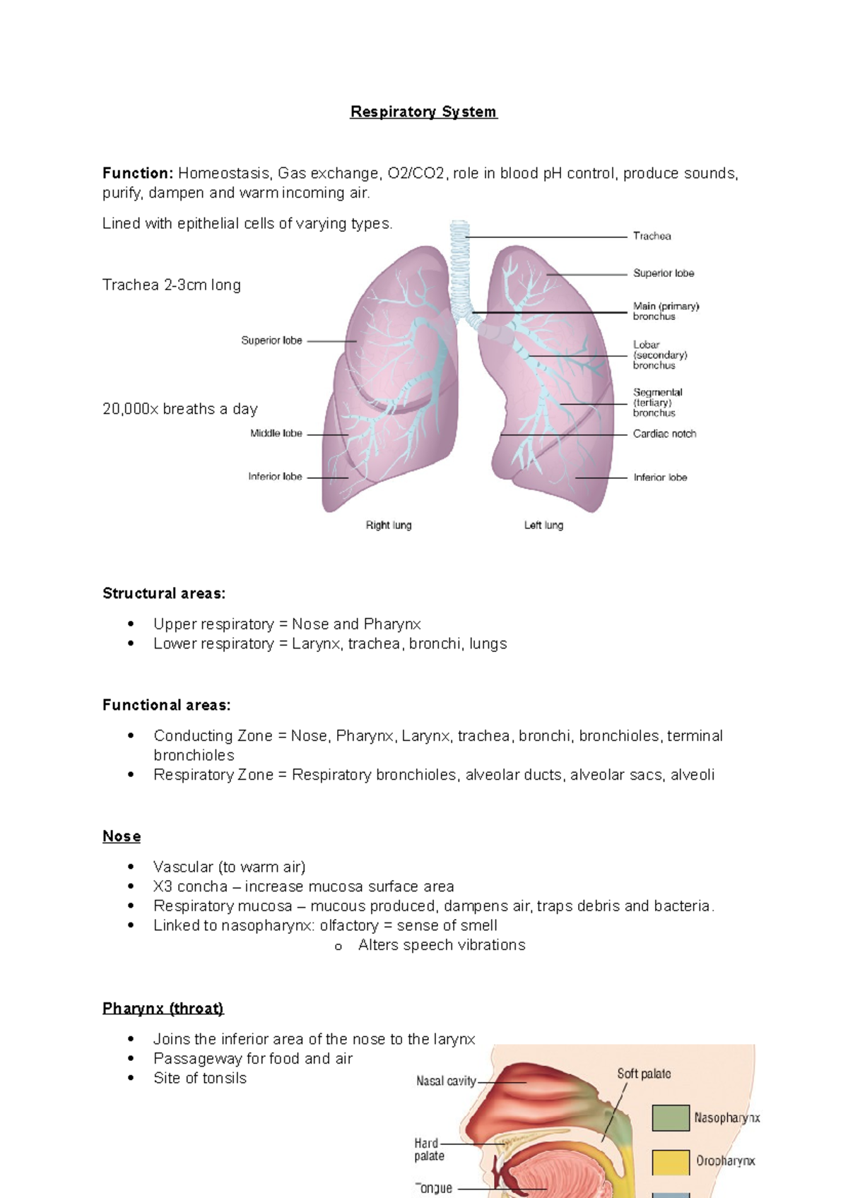 Respiratory System - Notes - Respiratory System Function: Homeostasis ...