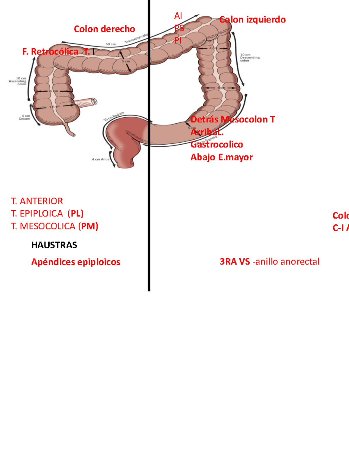 Colon - Anatomía - ANTERIOR T. EPIPLOICA (PL) T. MESOCOLICA (PM) AI PS ...