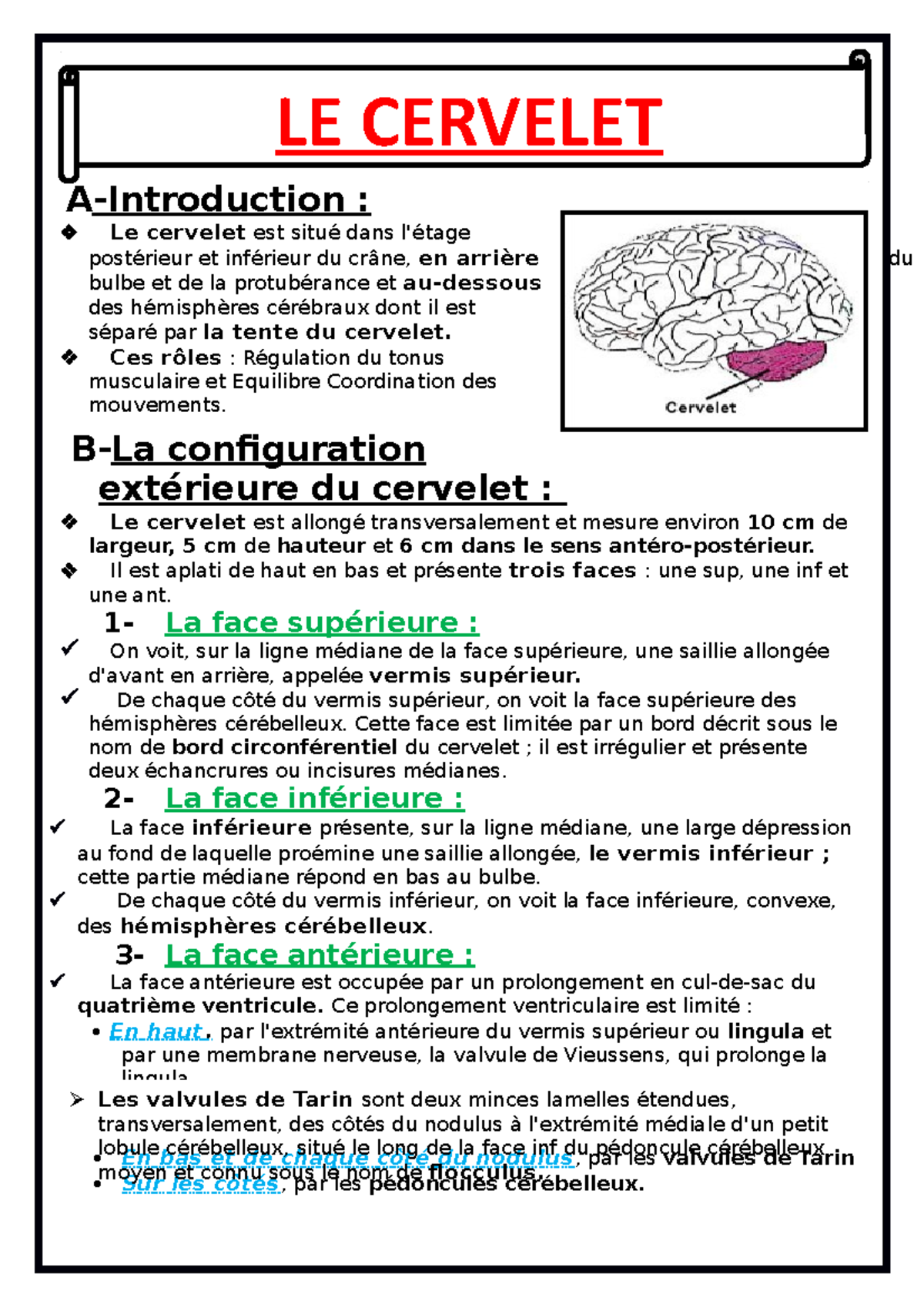 Cervelet - merci - A-Introduction : Le cervelet est situé dans l'étage ...