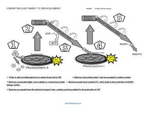 Cell defense worksheet -2 - iPad app Cell Defense The Plasma Membrane ...