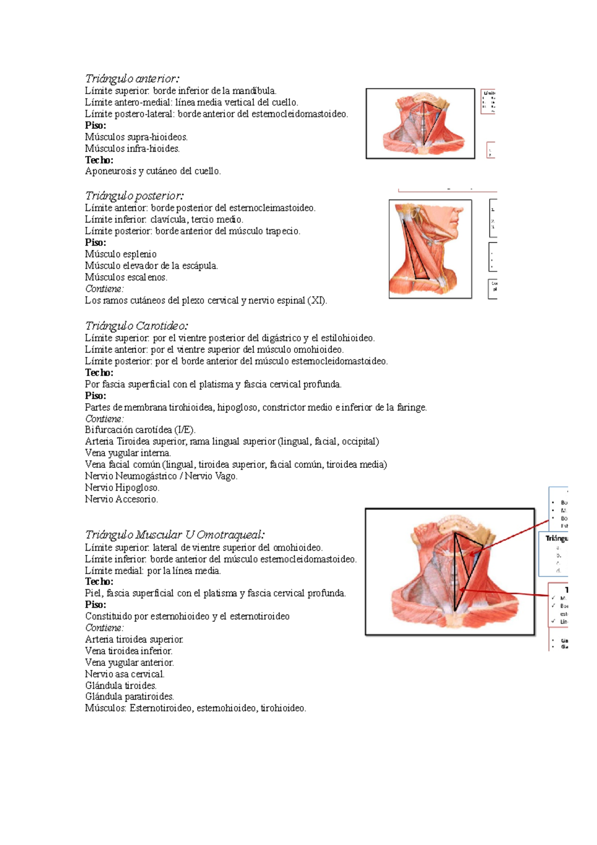 Triangulos DEL Cuello - anterior: superior: borde inferior de la media vertical del cuello ...