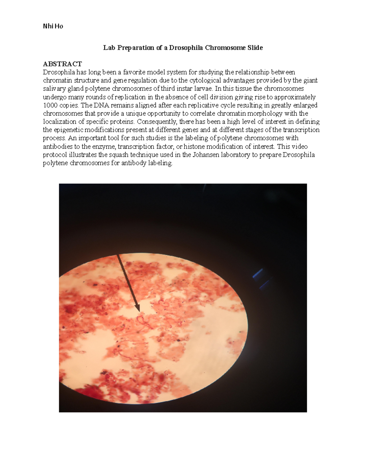 Lab Preparation of a Drosophila Chromosome Slide - Nhi Ho Lab ...