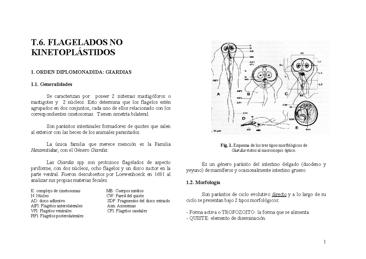Giardiasis - Parasitología, protozoarios - T. FLAGELADOS NO ...