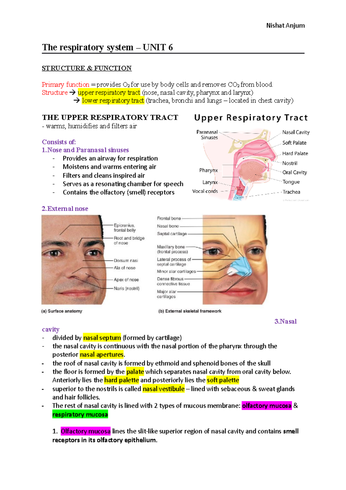 The respiratory system – UNIT 6 - The respiratory system – UNIT 6 ...