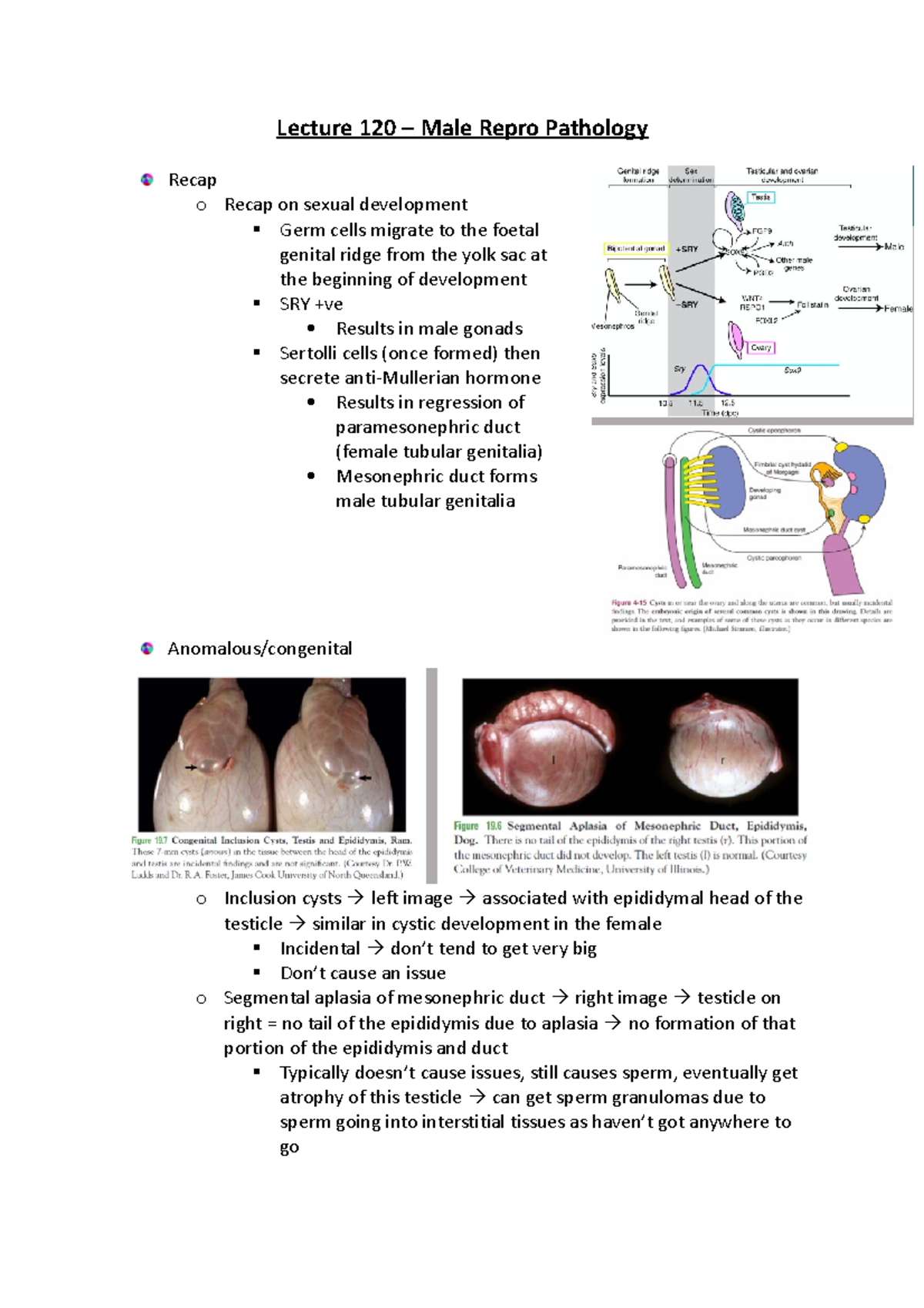 Lecture 120 – Male Repro Pathology - Lecture 120 – Male Repro Pathology Recap o Recap on sexual ...
