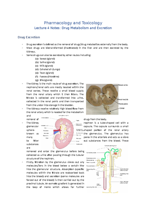 Lecture 4 Notes (Drug Metabolism and Excretion Part 4) - Pharmacology ...