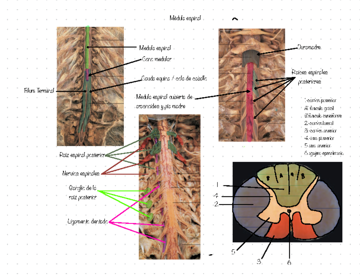 Mínimos a identificar bloque 4 - Médula espinal Medula espinal Cono ...
