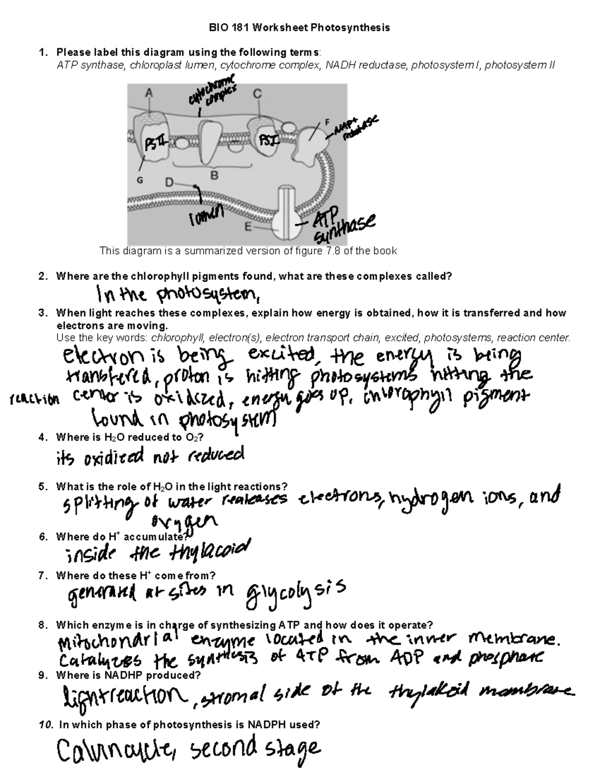 Wrkst 10 - These are weekly worksheets that we do as homework - BIO 181 ...
