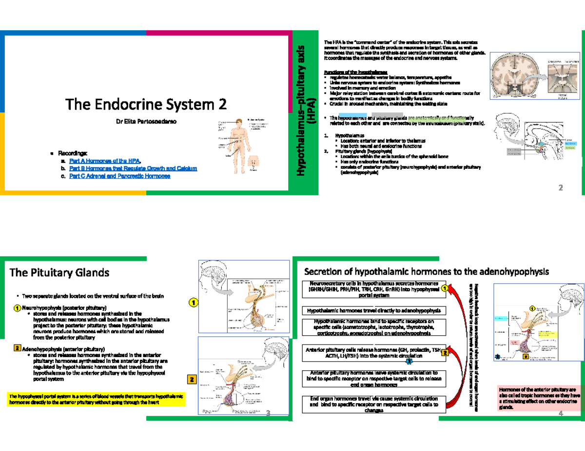 2 Endocrine System 2 -4 - summary - HLSC1700 - Studocu