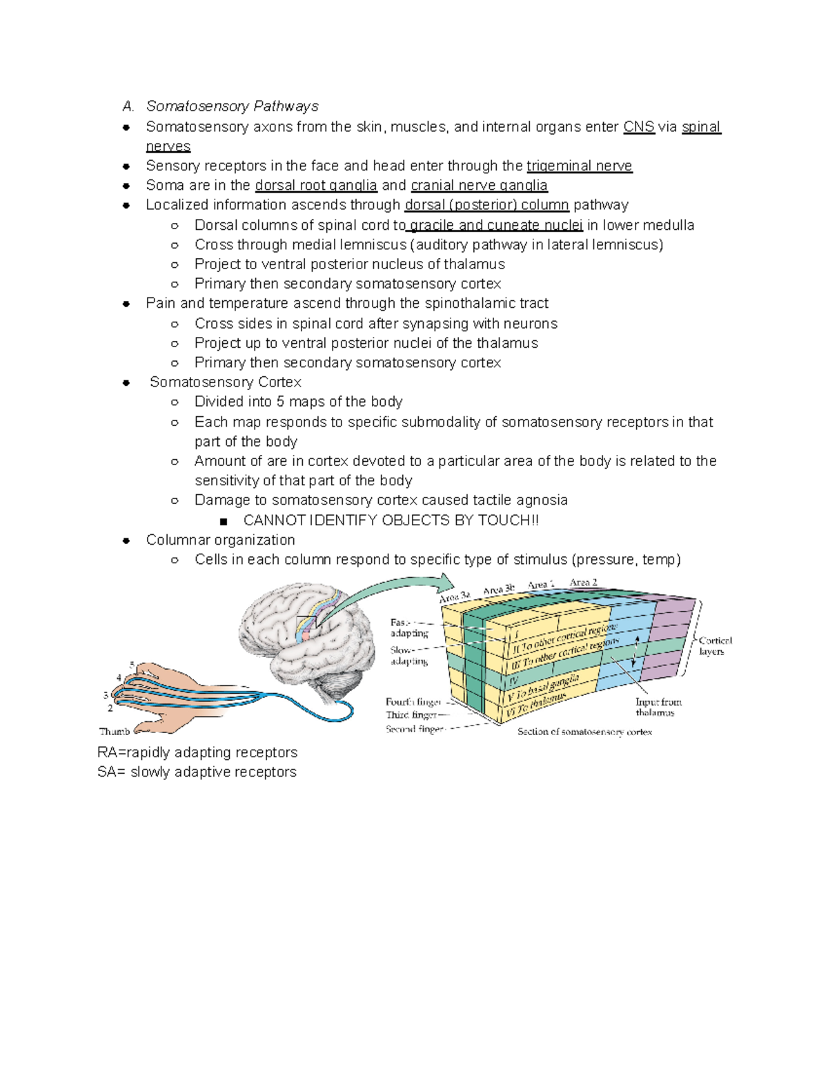 Bio Basis Chapter 7 Part 3 Notes - A. Somatosensory Pathways ...