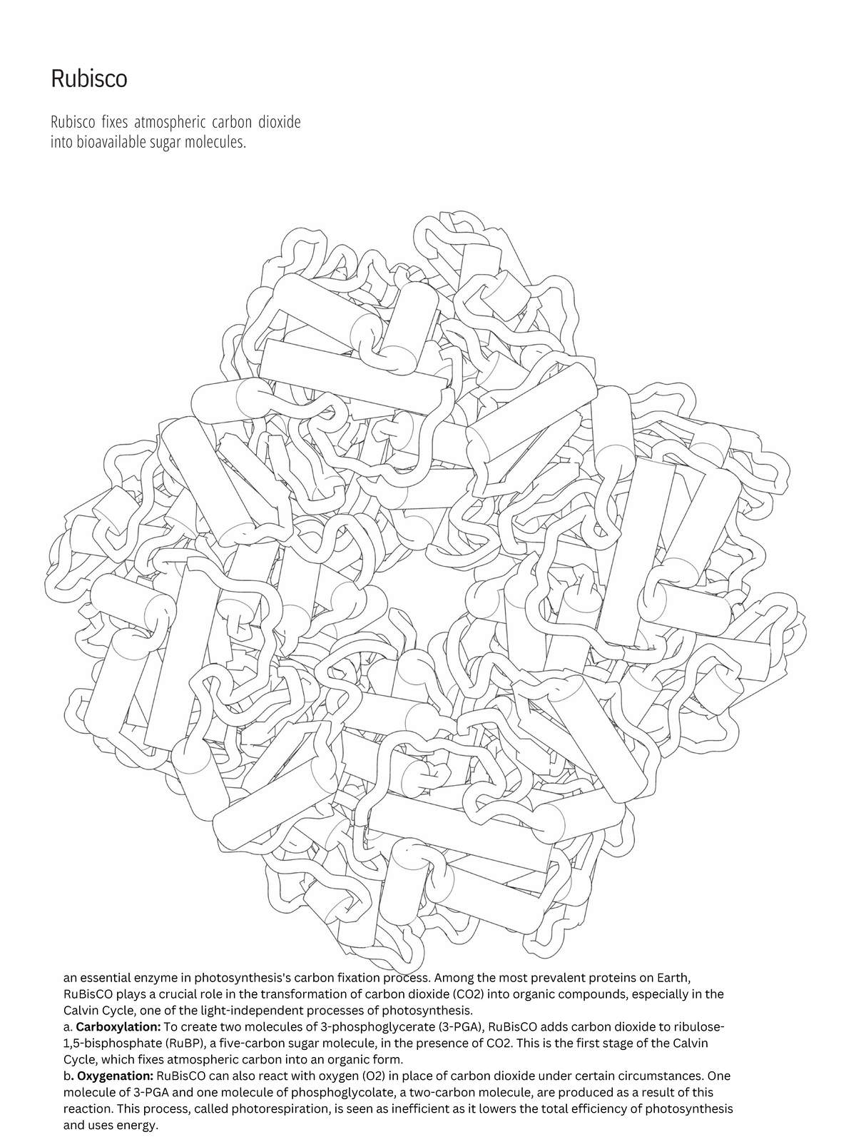 Photosynthesis worksheet - Rubisco Rubisco fixes atmospheric carbon ...