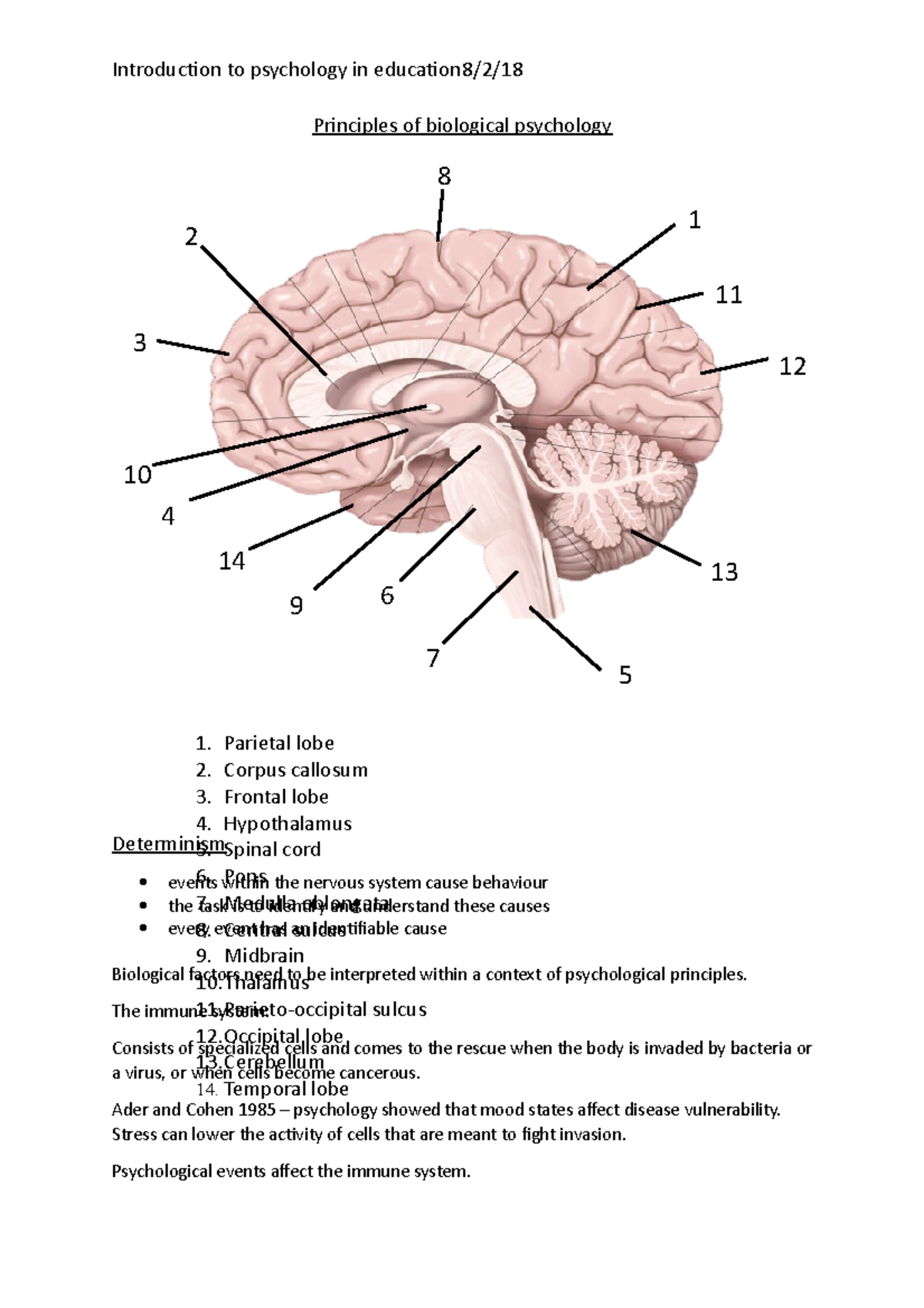 Unit 3 Biological Psychology - Lecture 4 - Introduction to psychology ...