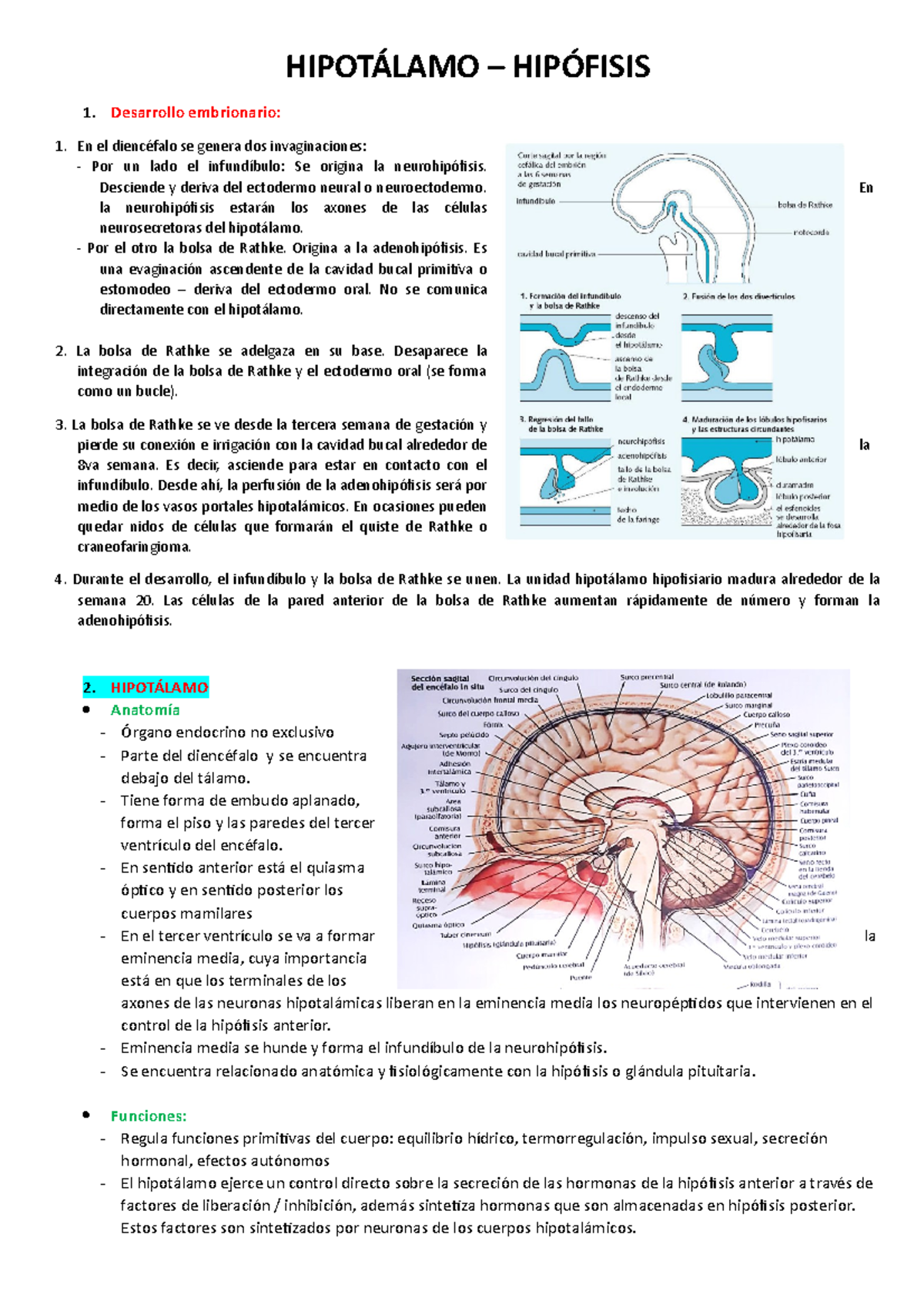 2 Hipotálamo - hipófisis - HIPOTÁLAMO – HIPÓFISIS Desarrollo embrionario: En el diencéfalo se ...