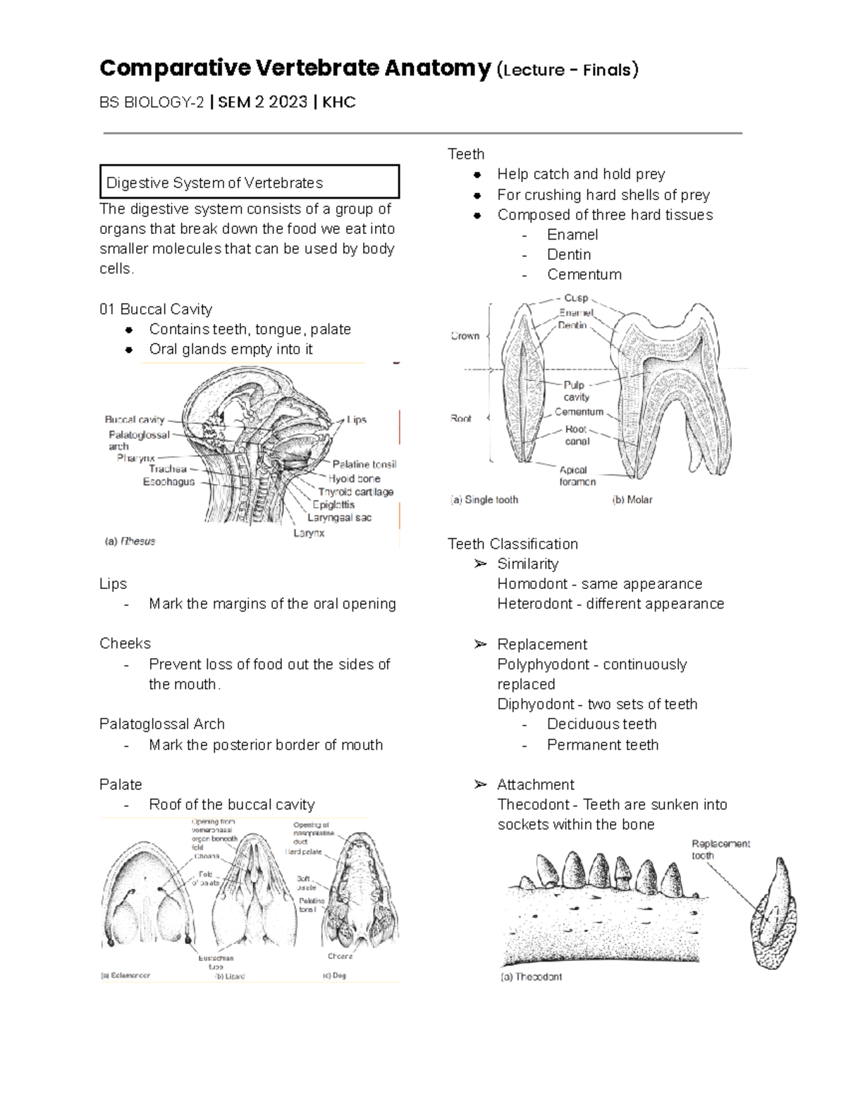 CVAN- Finals - Comparative Vertebrate Anatomy - Comparative Vertebrate ...