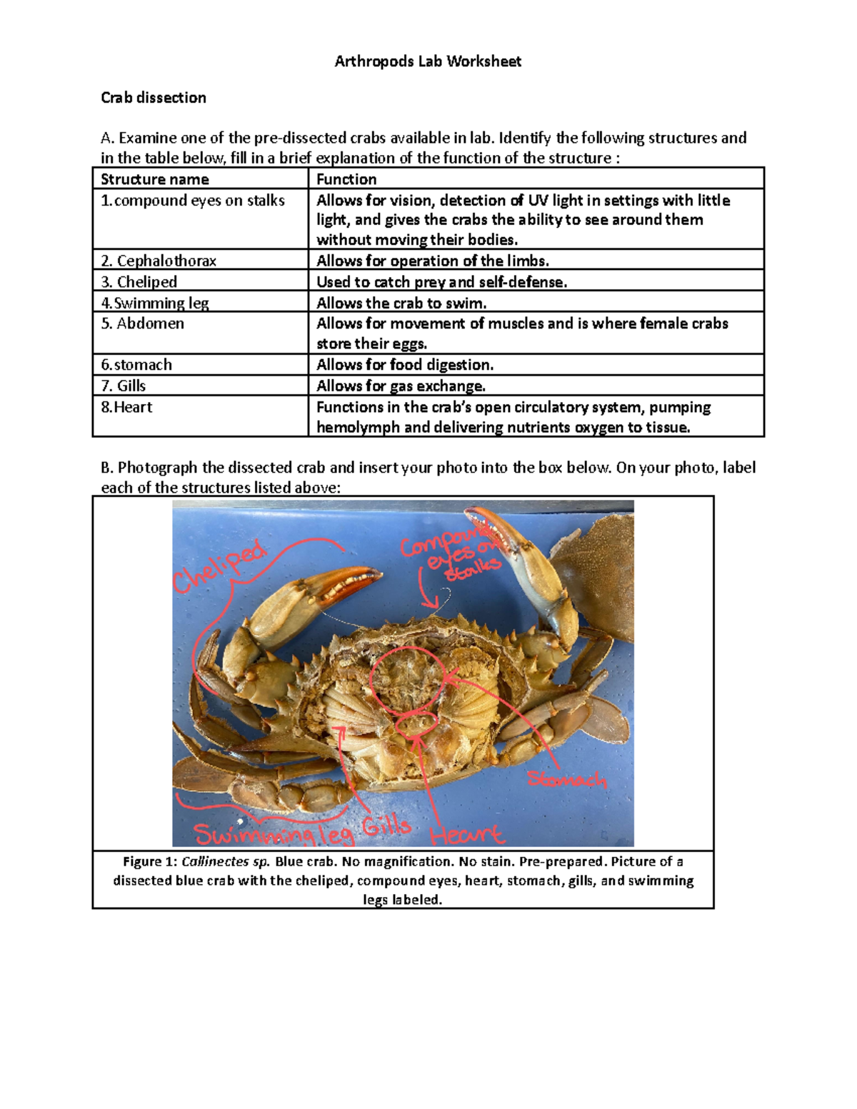 BIOL 172L 8 Lab Worksheet - Arthropods Lab Worksheet Crab dissection A ...