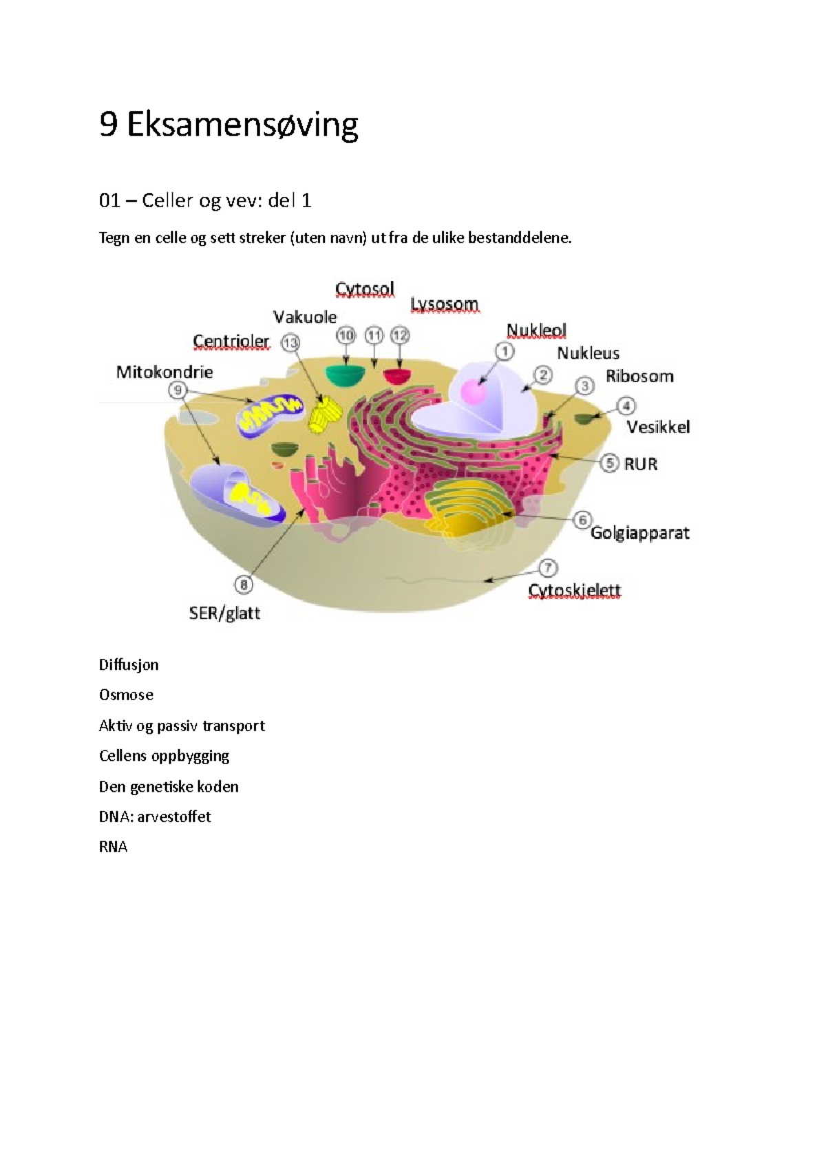 Upload 9 - Forelesningsnotater alle med anatomi POS-ene - 9 Eksamensøving 01 Celler og vev: del ...