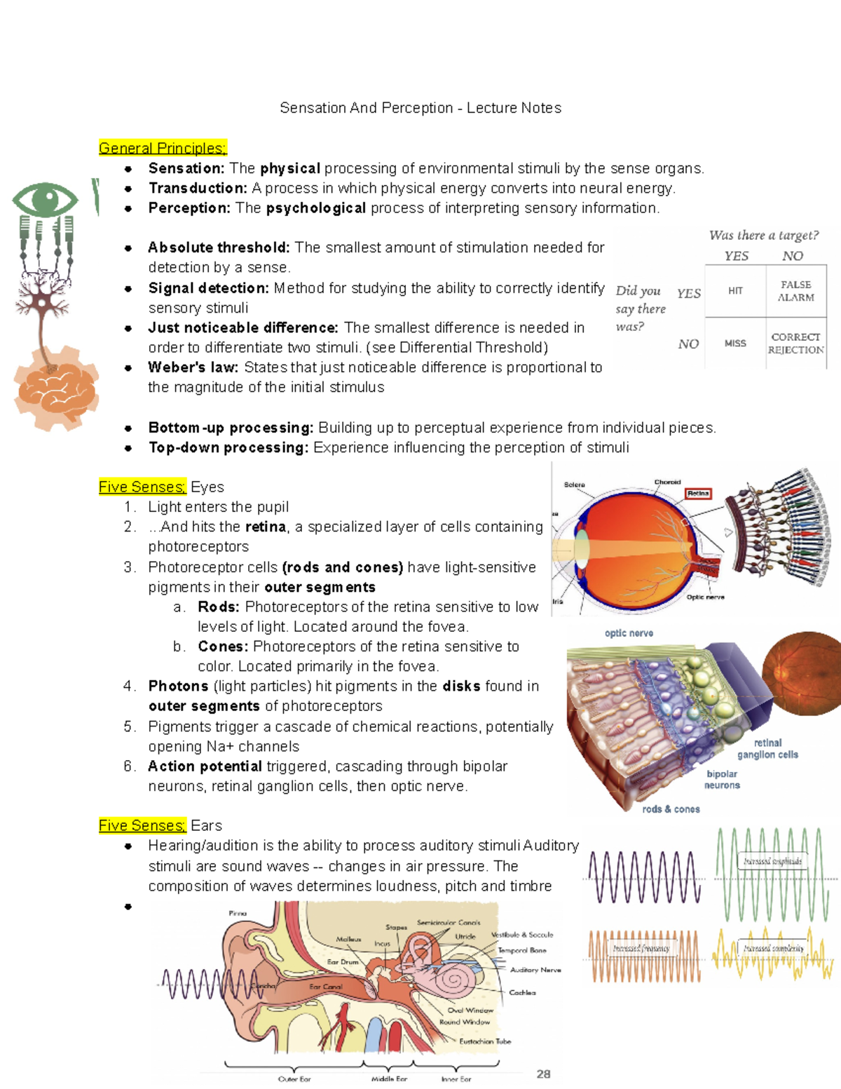 Sensation And Perception - Lecture Notes - Transduction: A process in ...
