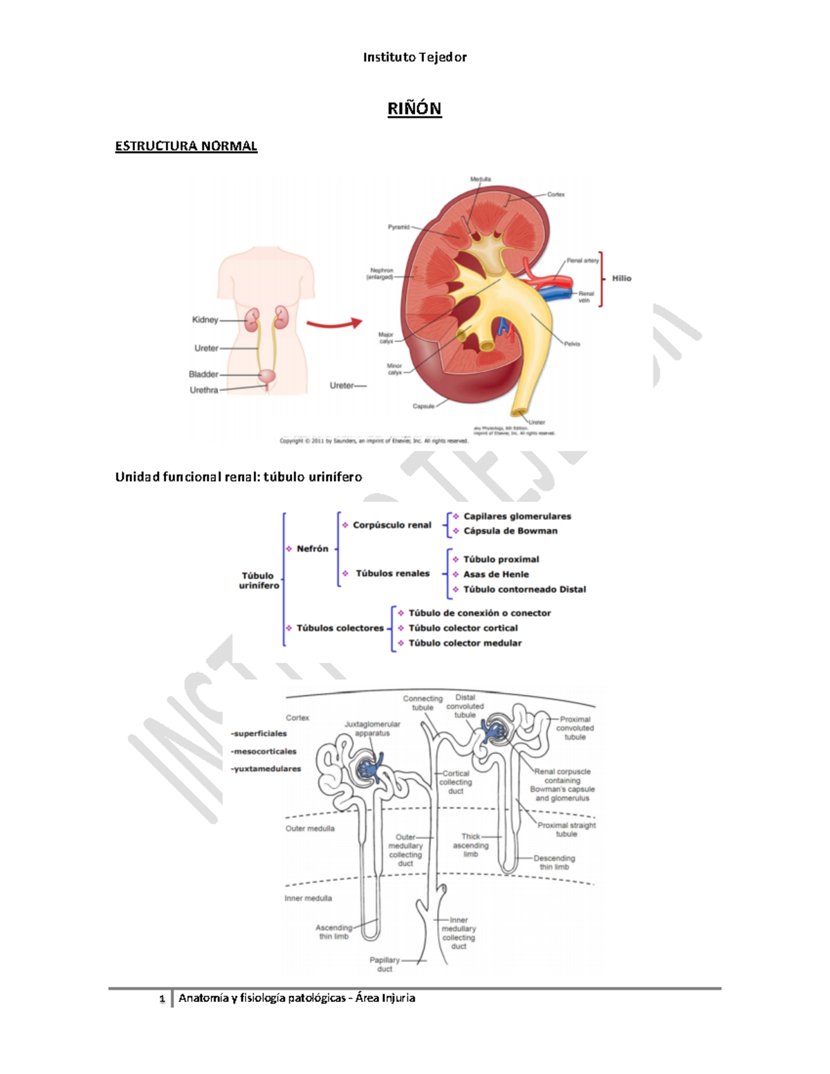 Rinon 1 - Riñón - ! Anatomía y fisiología patológicas - Área Injuria ...