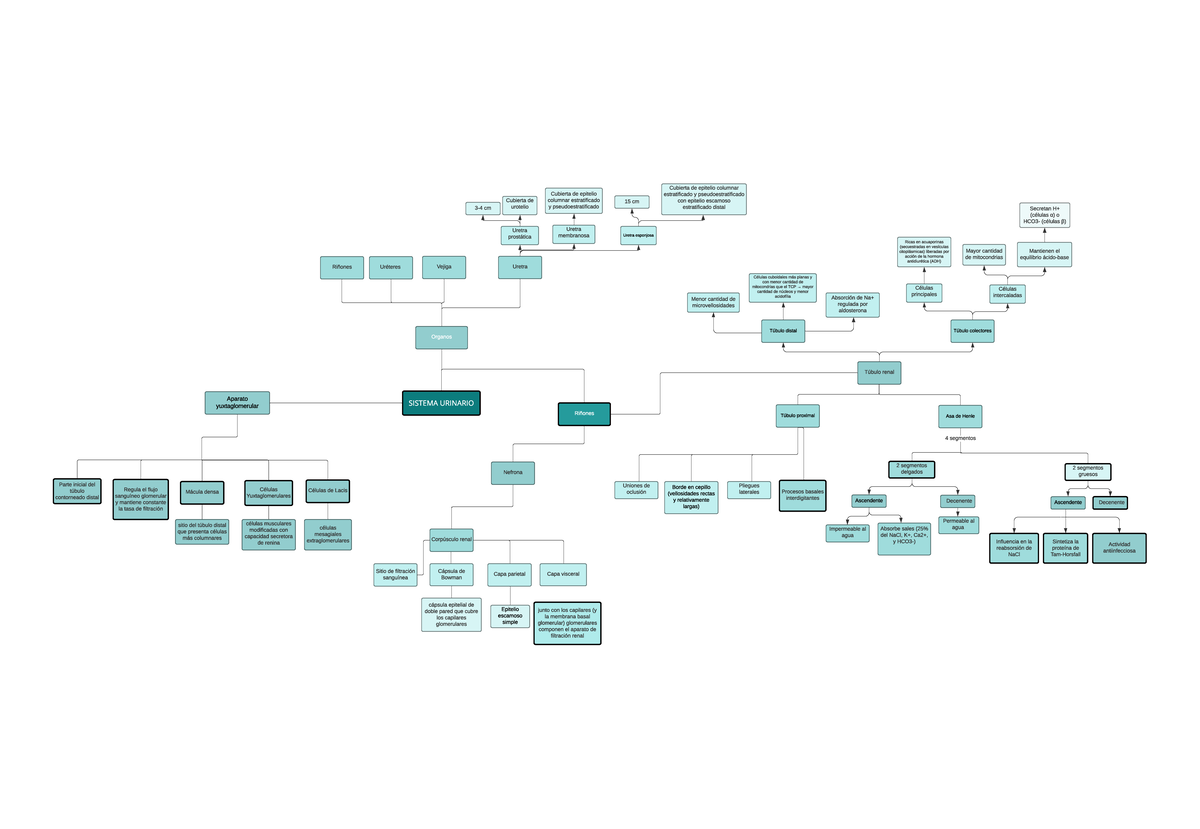 Sistema Urinario - A concept map of the cells and functions of the ...