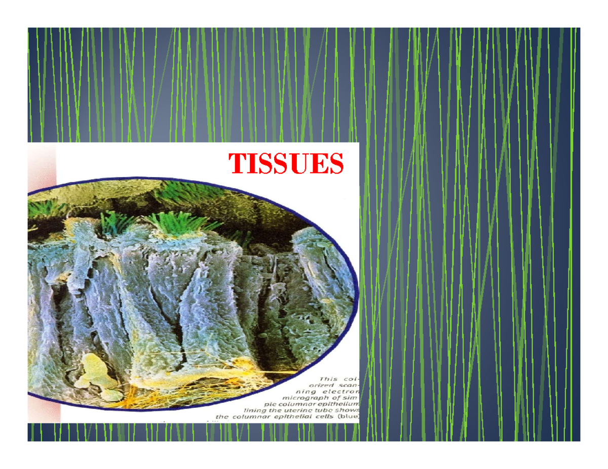 Tissue: Structure and Functions - TISSUES TISSUE – is a group of cells ...