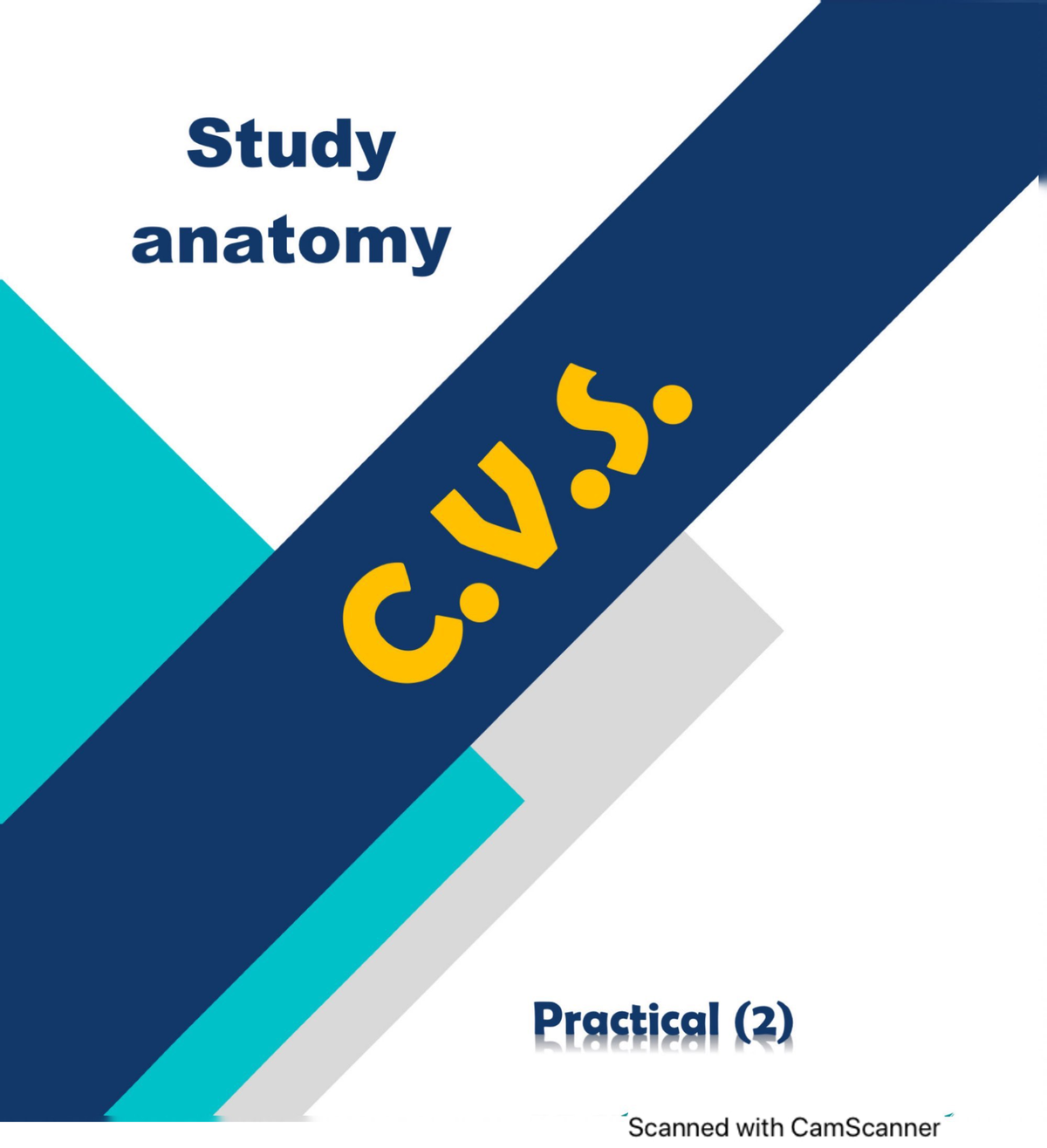 Practical 2 (1) CVS - Anatomy - Studocu