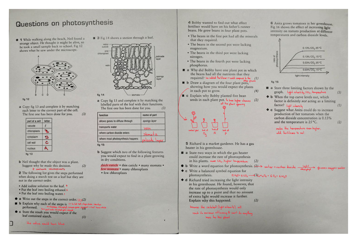 Photosynthesis - some worksheet - B D C A I t c o n t a i n s c h l o r ...