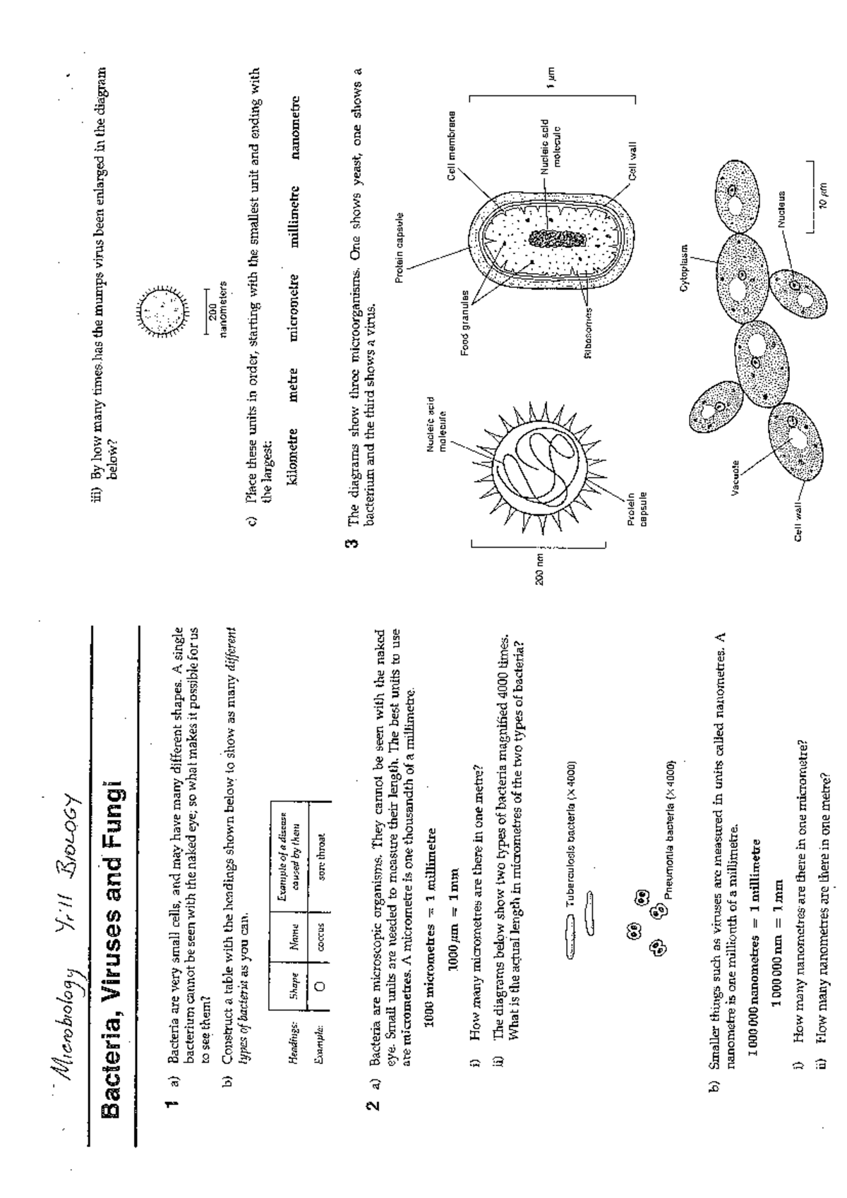 Bacteria, Viruses and Fungi worksheet - Studocu
