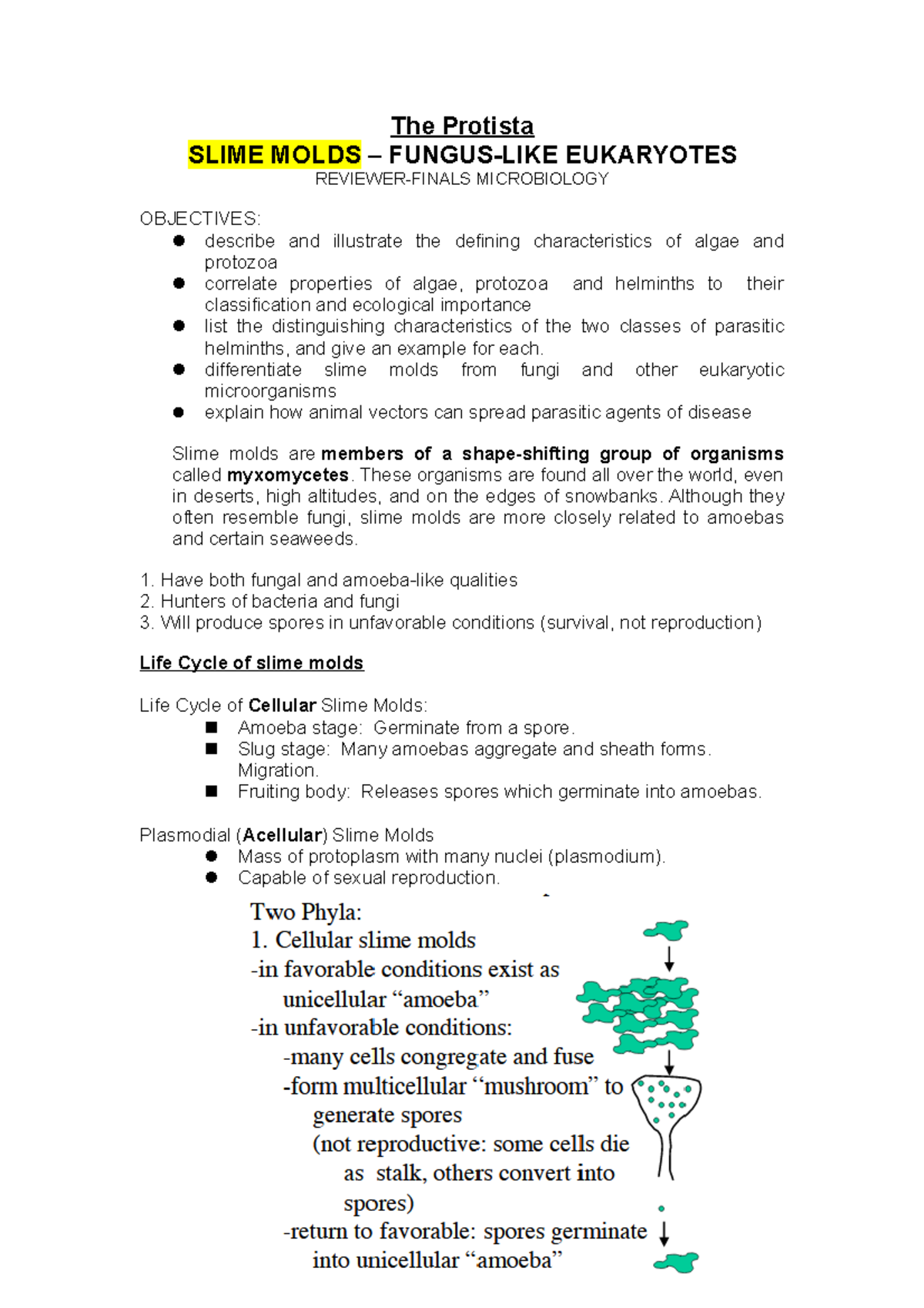 The Protista- Slime Molds – Fungus-LIKE Eukaryotes - The Protista SLIME ...