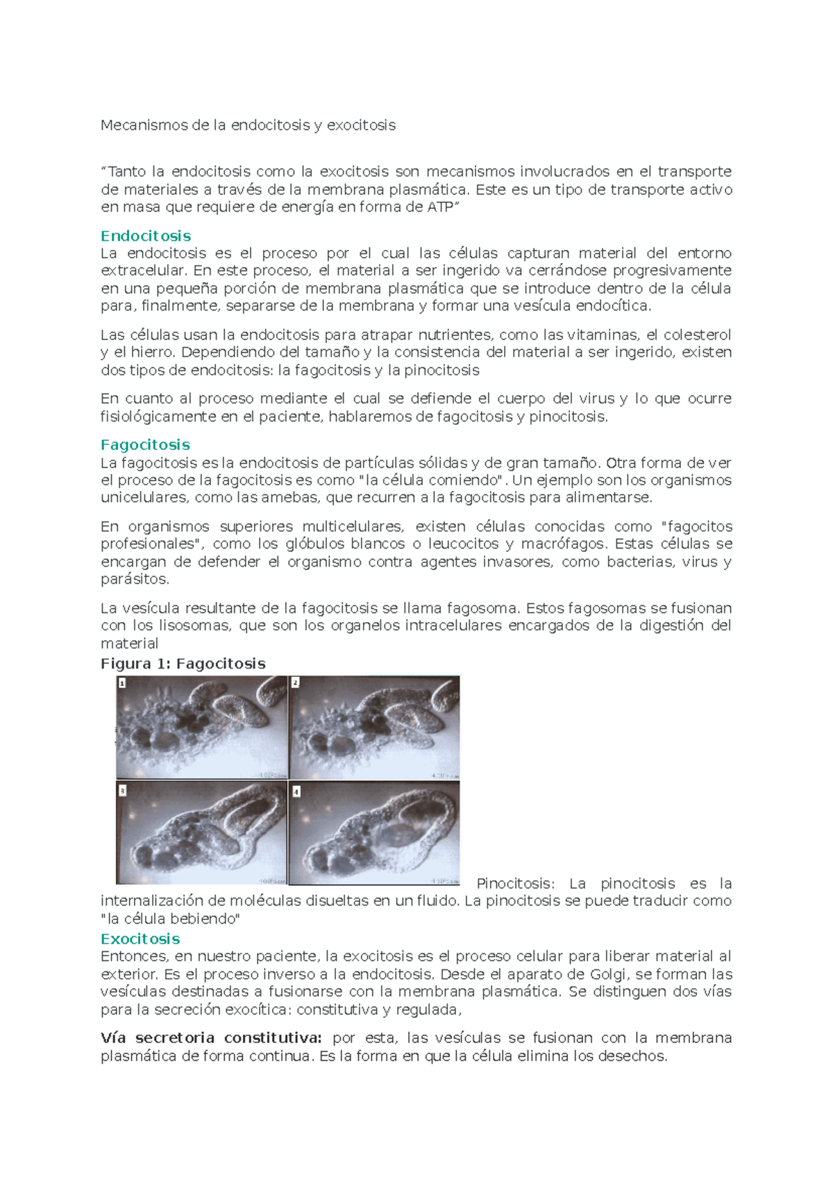 Mecanismos De Endocitosis Y Exocitosis Mecanismos De La Endocitosis Y
