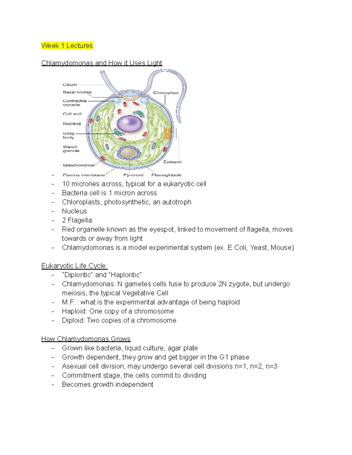 Biology 1002B - notes - Week 1 Lectures Chlamydomonas and How it Uses ...