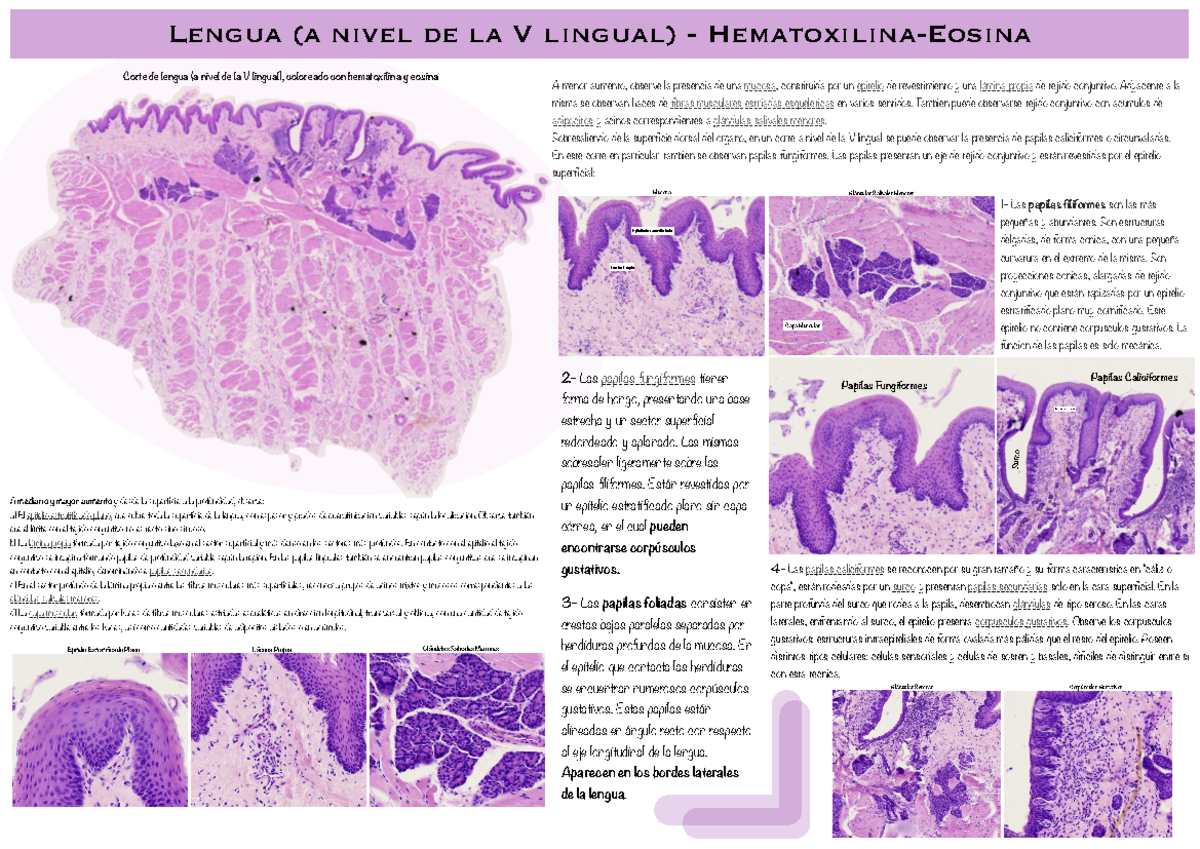 Microscopio 🔬 Práctico II - Lengua (a nivel de la V lingual ...