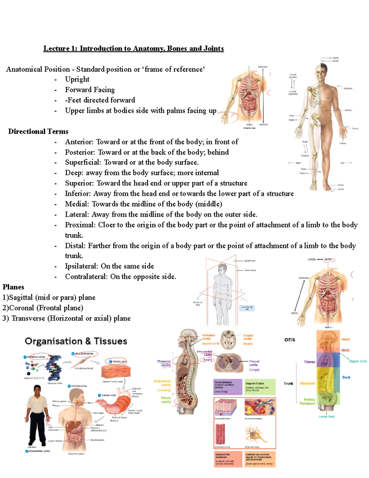 ANAT2111 - Notes - Lecture 1: Introduction to Anatomy, Bones and Joints ...