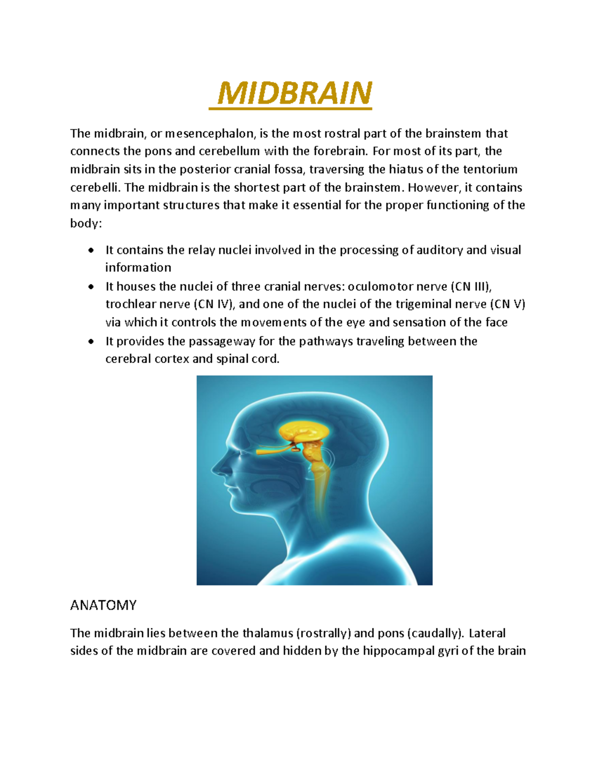 Midbrain - MIDBRAIN The midbrain, or mesencephalon, is the most rostral ...