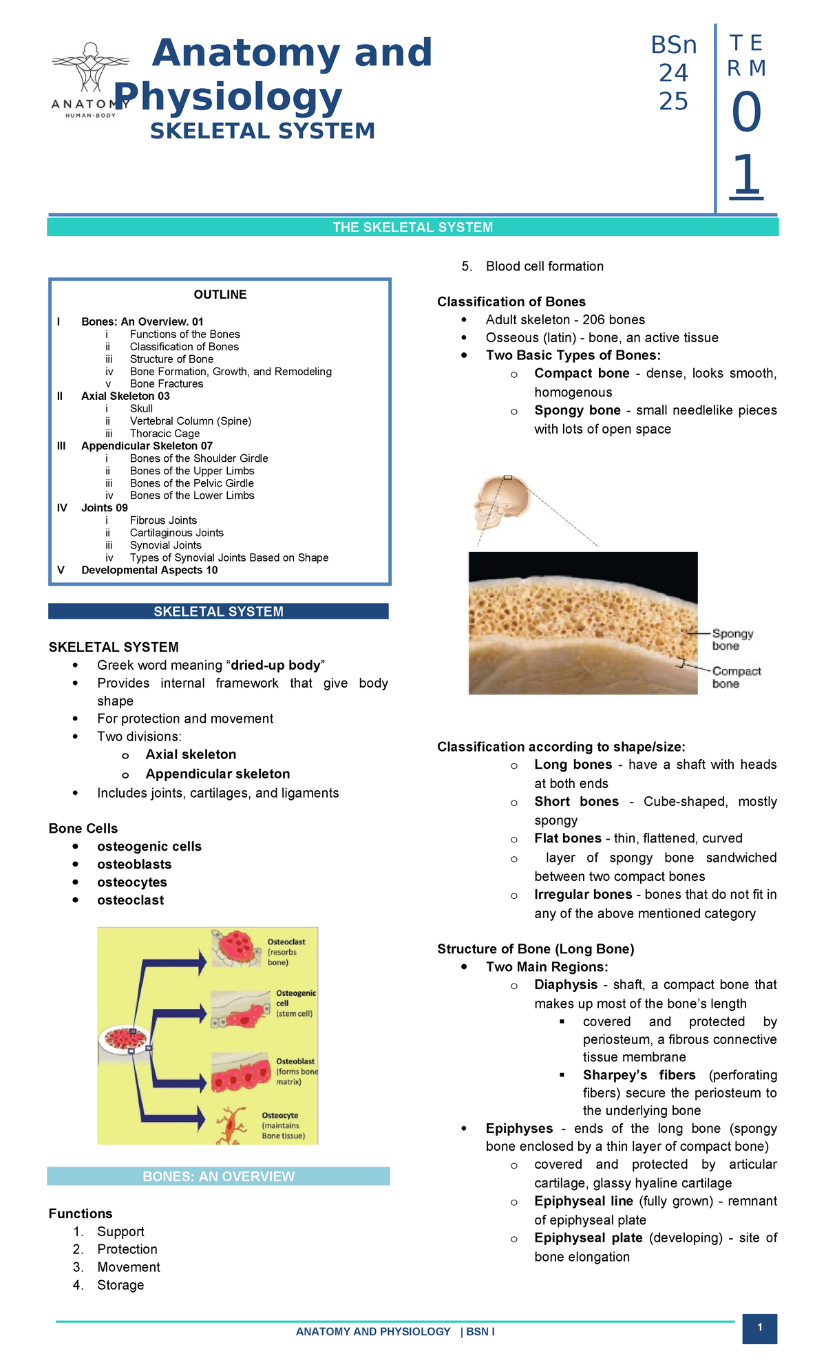 Chapter 5 Skeletal System - Anatomy and Physiology SKELETAL SYSTEM BSn ...