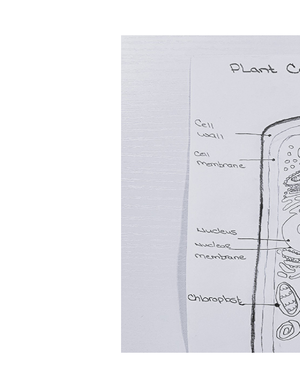 Lab Activity Squid Dissection Photographs Assignment Instructions ...