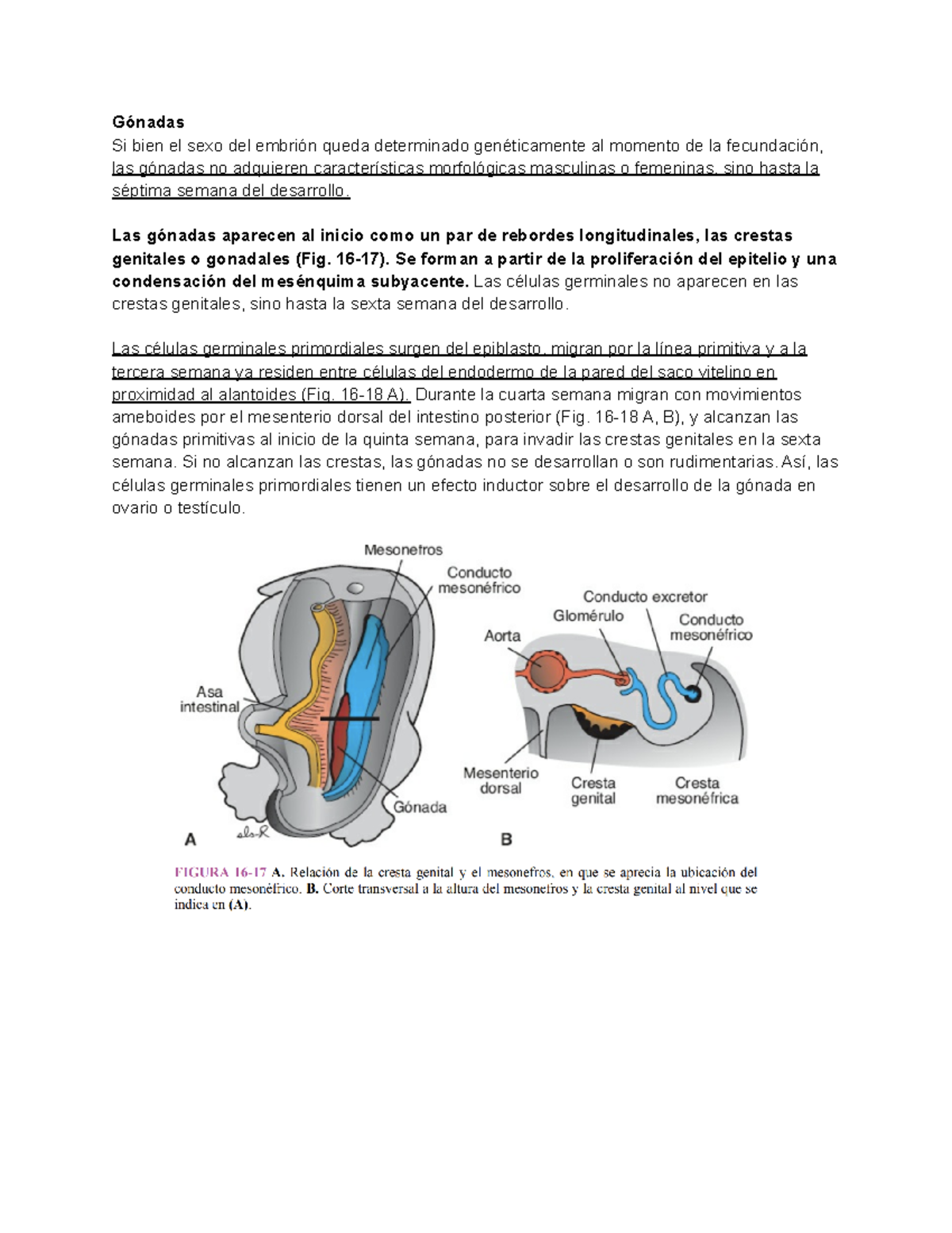 Embriologia de Testiculo - Gónadas Si bien el sexo del embrión queda ...