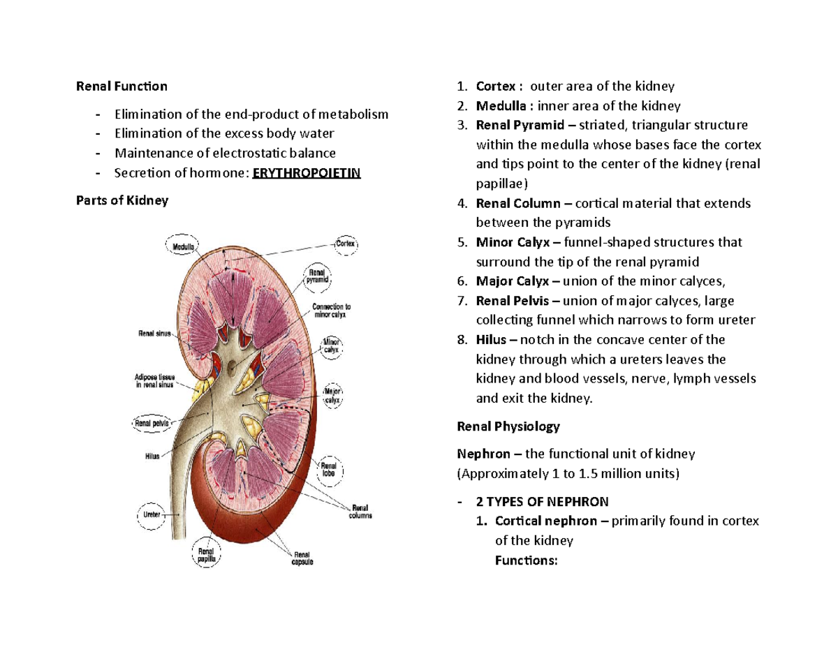 Renal function - NOTES - Renal Function - Elimination of the end ...