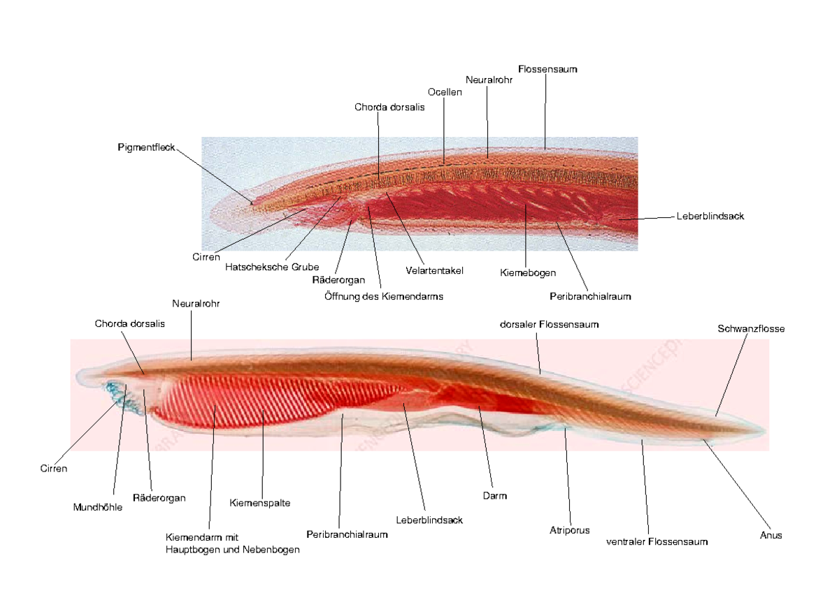 Mikroskop Beschriftungen - Baupläne der Tiere 1 - Helicotrema Os ...