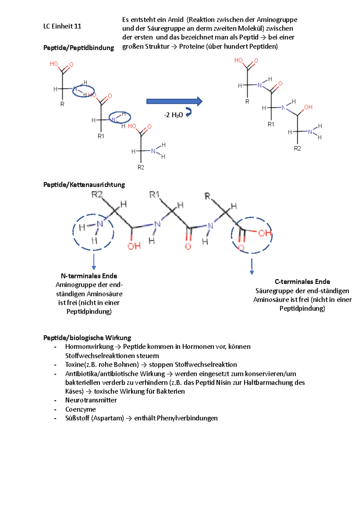 Vl11 - WS 21/22 - LC Einheit 11 Peptide/Peptidbindung Peptide ...