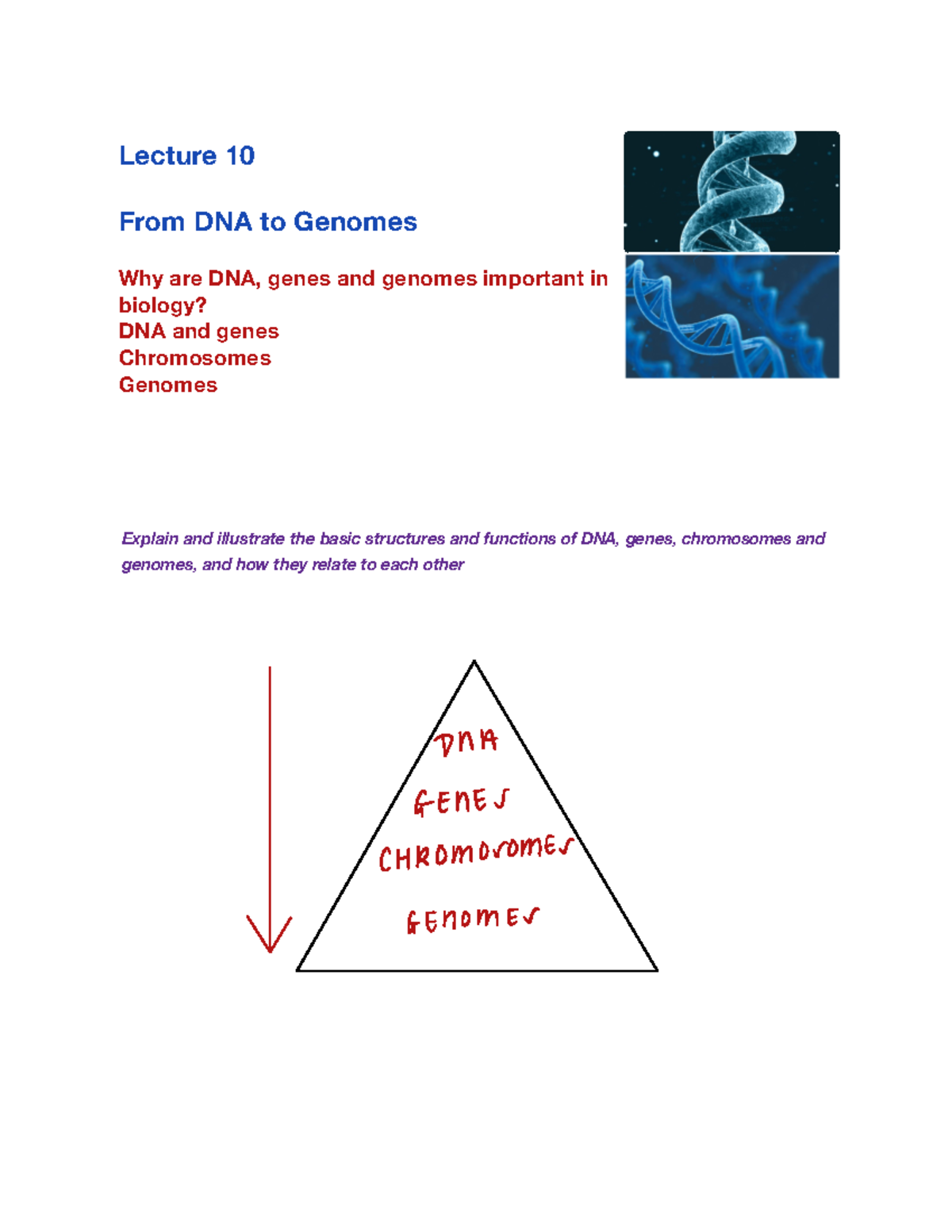 Lecture 10 - From DNA to Genomes 🟢 - DNA f ENES CHROMOSOMES GENOMES ...