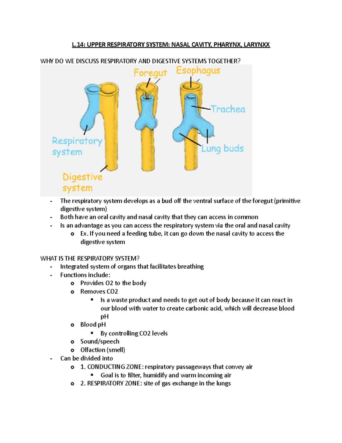 SYSTEMIC ANATOMY TERM 2 NOTES w/ DIAGRAMS - L: UPPER RESPIRATORY SYSTEM ...