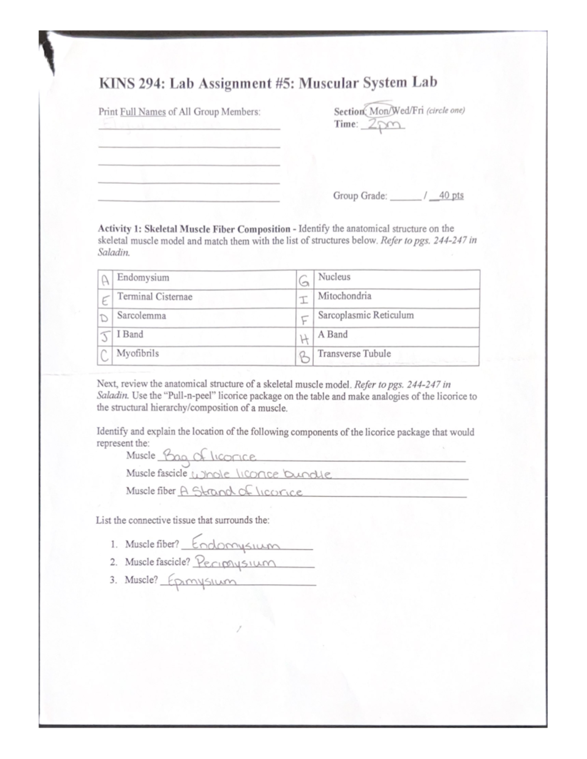 Kins 294 Lab Assignment 5 Muscular System Lab Refer To Pgs In Saladin Endomysium Nucleus
