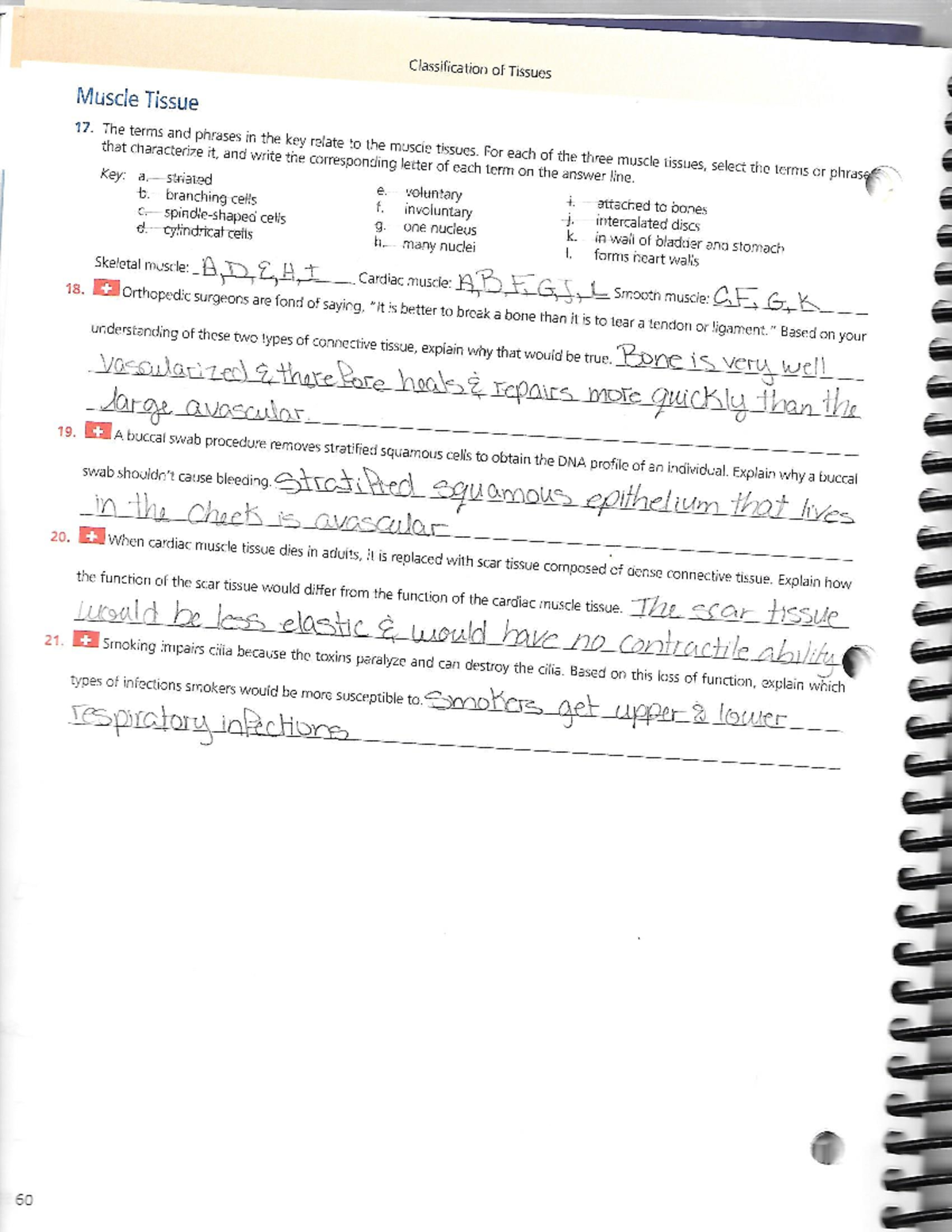 Tissues 4 - BSC 2085C - StuDocu