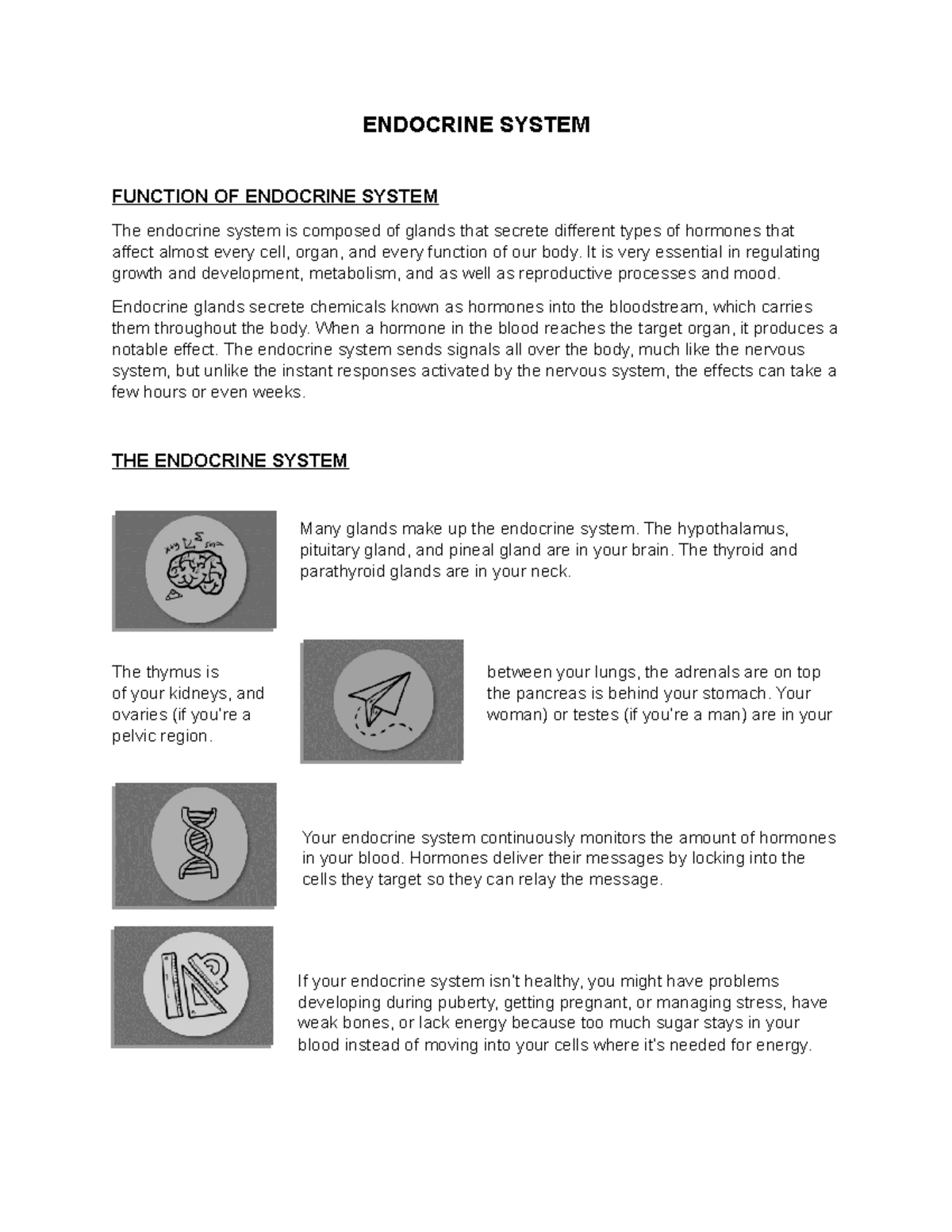 Endocrine System - ENDOCRINE SYSTEM FUNCTION OF ENDOCRINE SYSTEM The ...