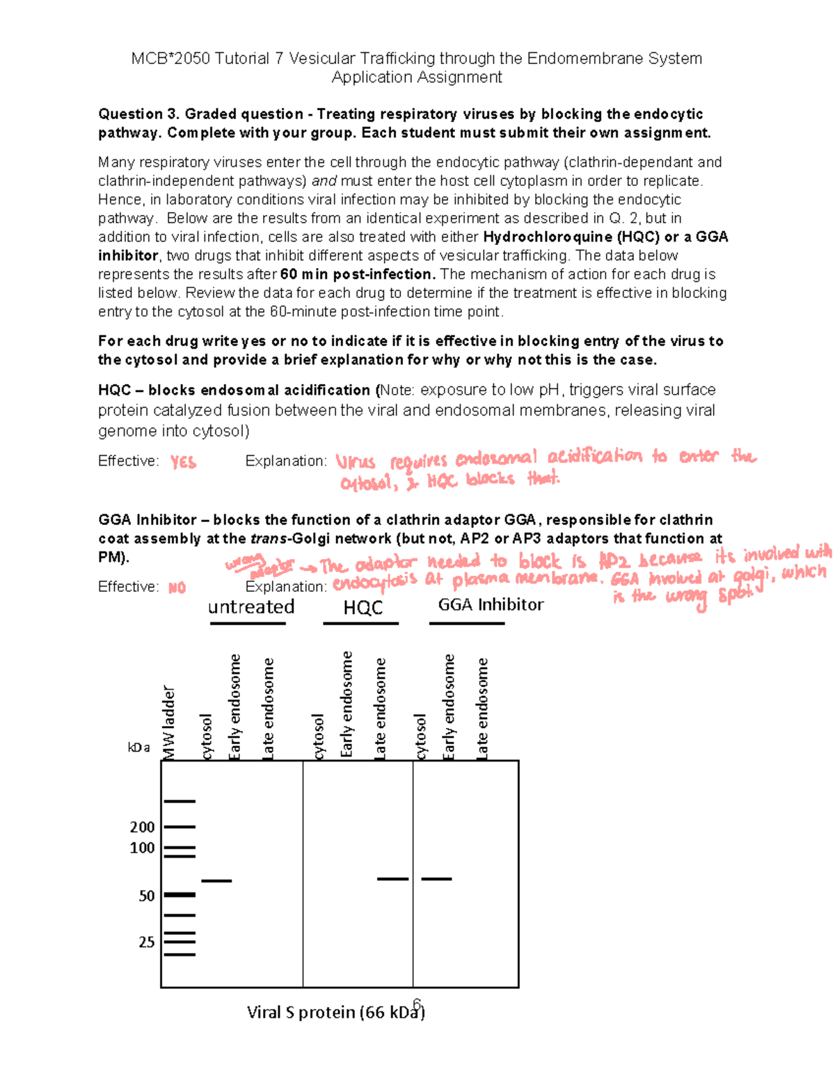 MCB 2050 Seminar 7 assignment - MCB*2050 Tutorial 7 Vesicular Trafficking through the ...